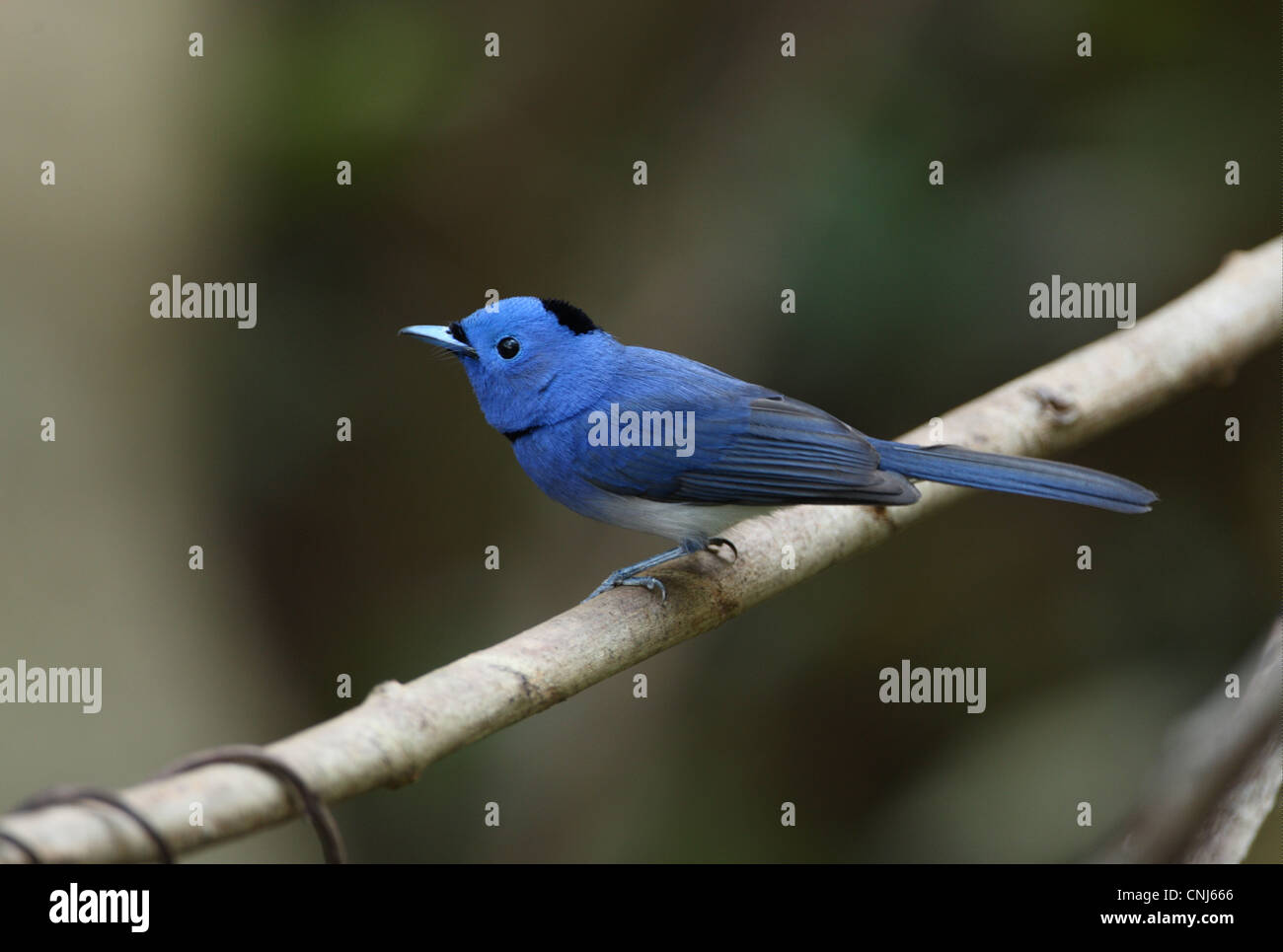 Black-naped Monarch (Hypothymis azurea styani) adult male, perched on ...