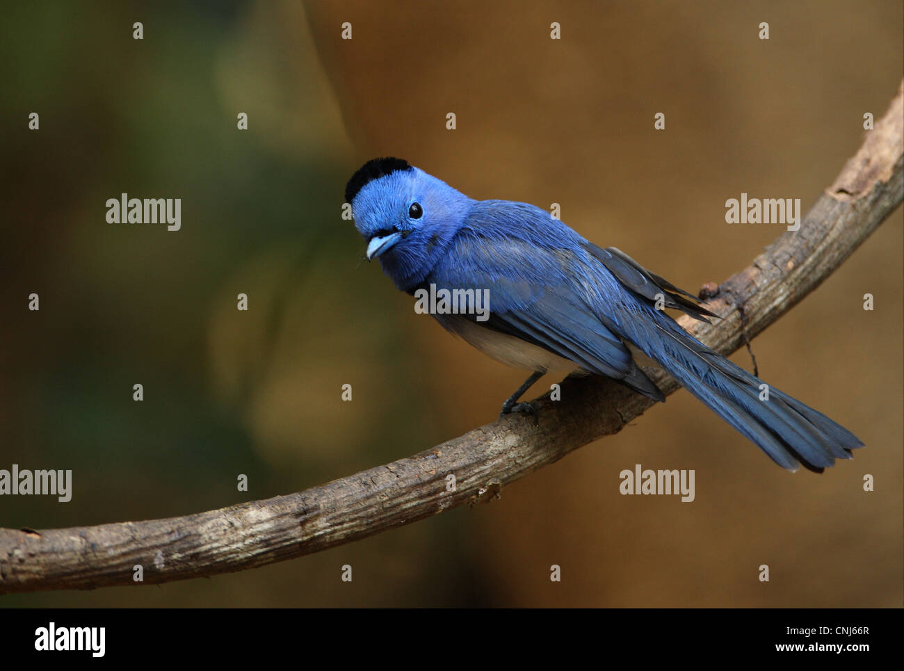 Black-naped Monarch Hypothymis azurea styani adult male nuchal tuft ...