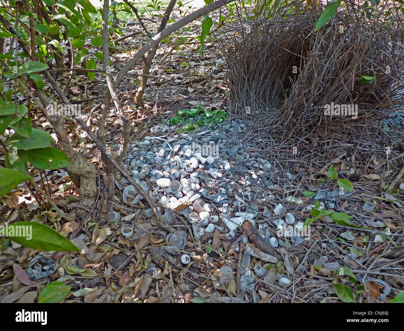 Great Bowerbird Chlamydera nuchalis display bower male decorated items ...