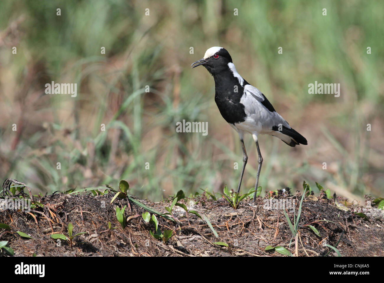 Blacksmith Plover (Vanellus armatus) adult, calling, standing on mud of ...