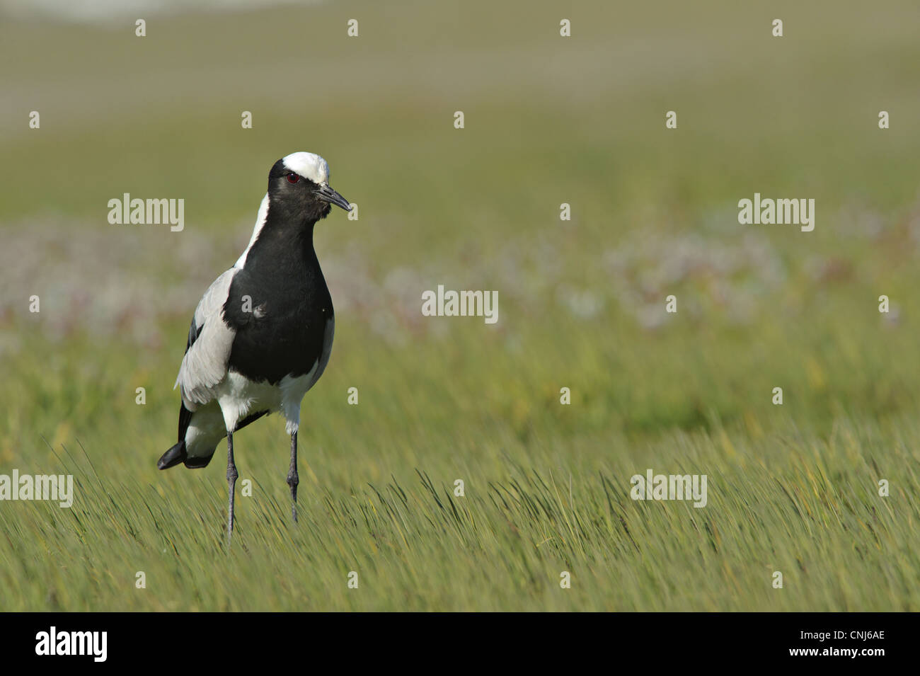 Blacksmith Plover (Vanellus armatus) adult, standing in grass, Port ...