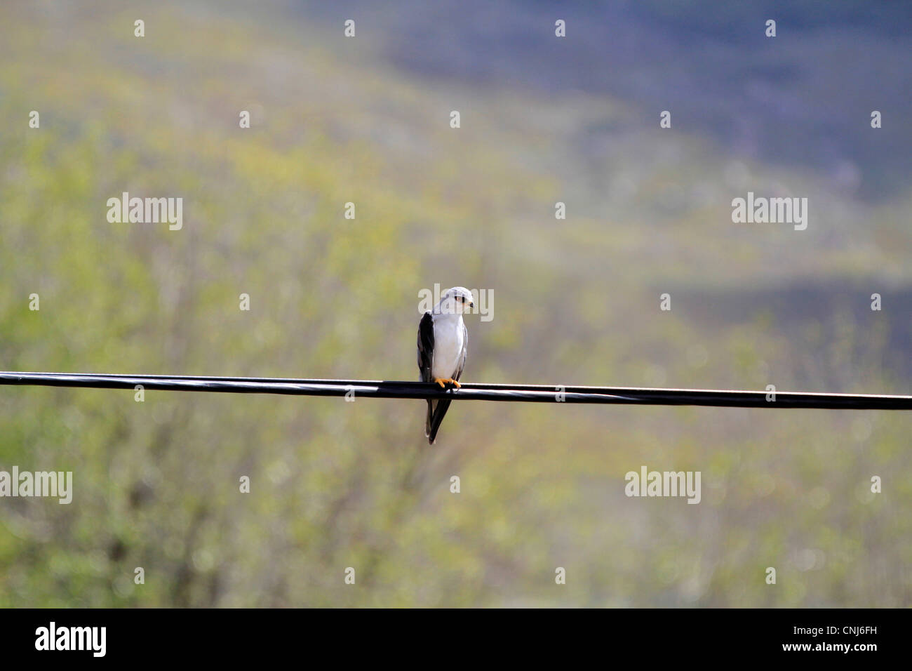 The black shouldered kite elanus axillaris hi-res stock photography and ...