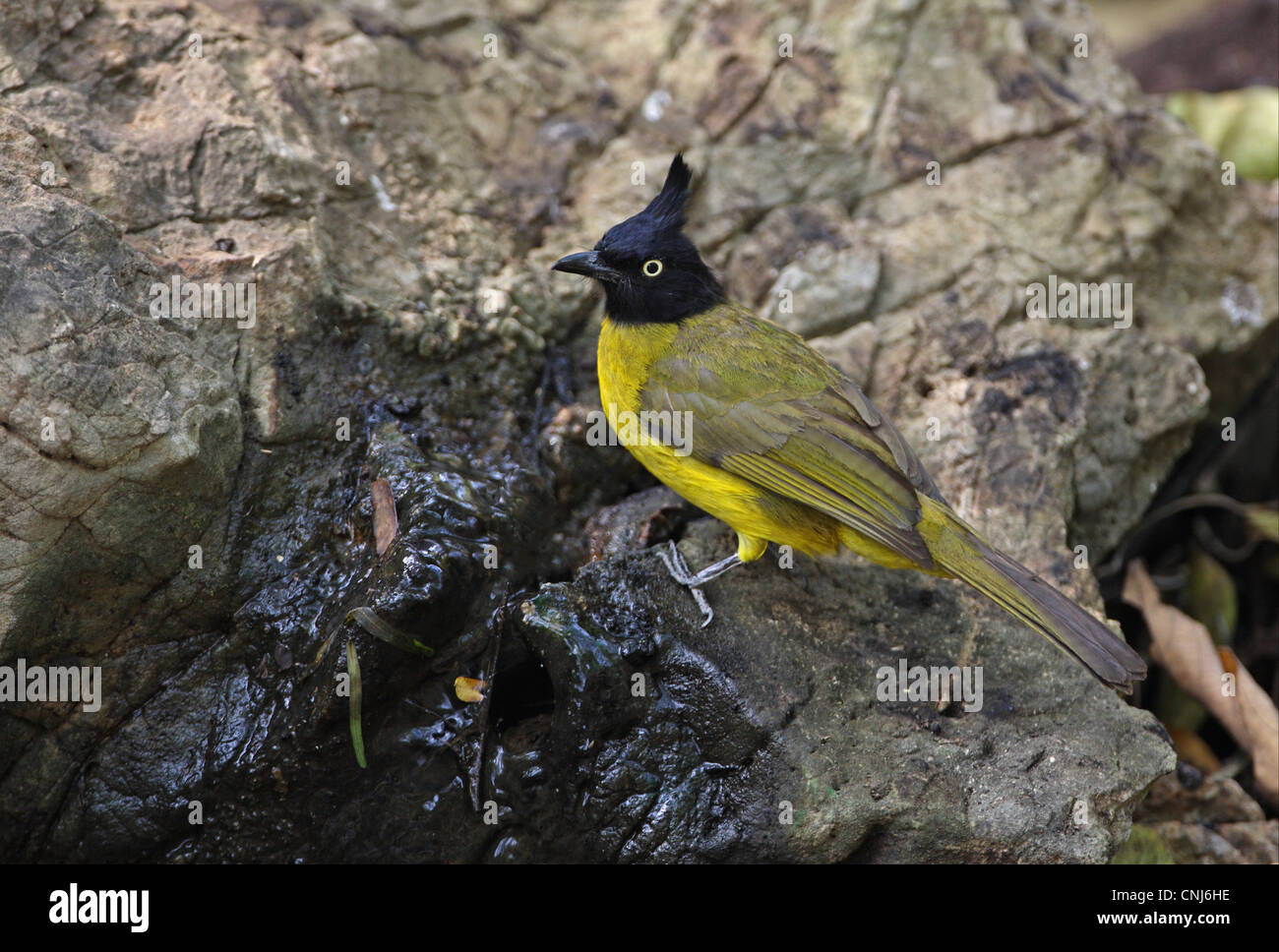 Black crested bulbuls hi-res stock photography and images - Alamy