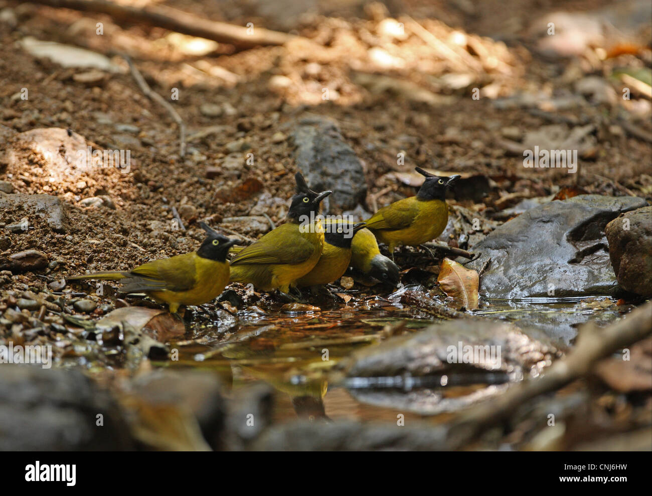 Black-crested Bulbul Pycnonotus melanicterus xanthops Black-headed ...