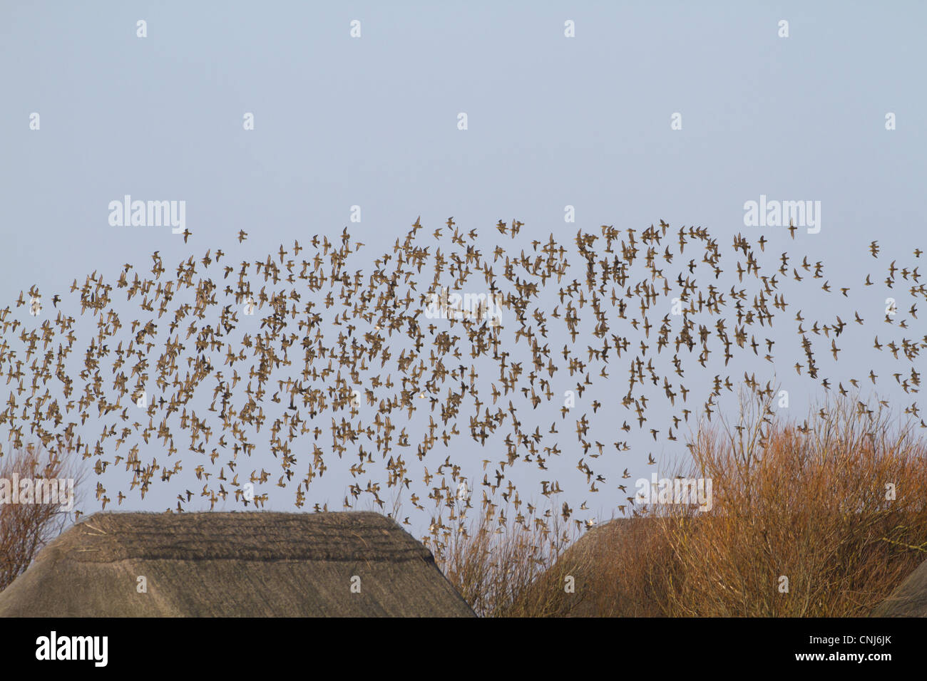 Golden plovers flying uk hi-res stock photography and images - Alamy