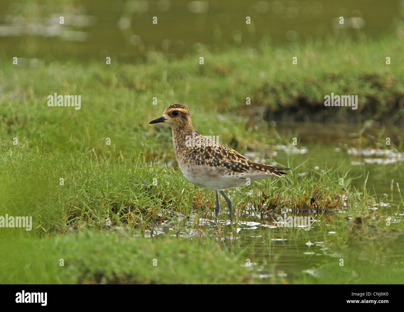 Pacific Golden Plover (Pluvialis fulva) adult, winter plumage, walking ...