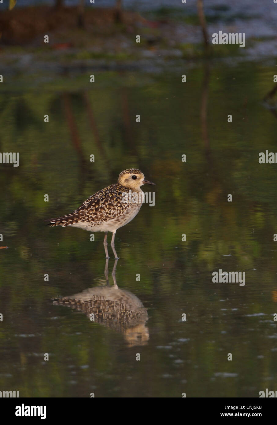 Winter plumage golden plovers hi-res stock photography and images - Alamy