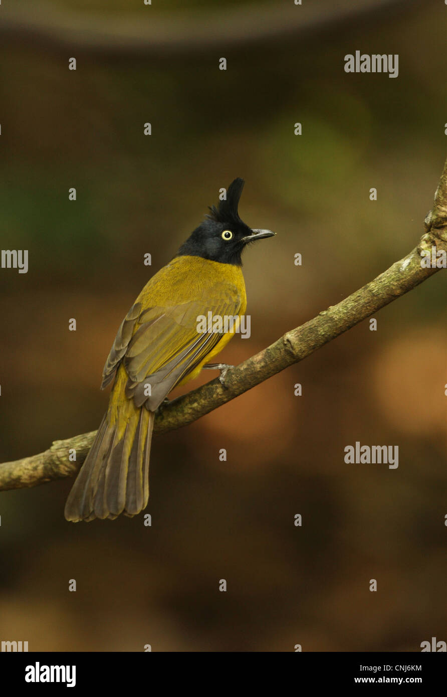 Black crested bulbuls hi-res stock photography and images - Alamy
