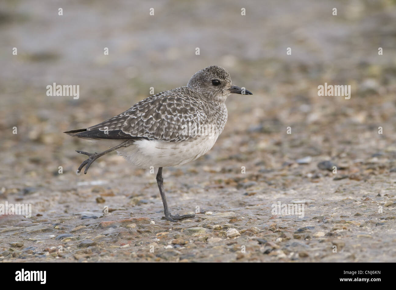Grey Plover (Pluvialis squatarola) adult, winter plumage, stretching ...