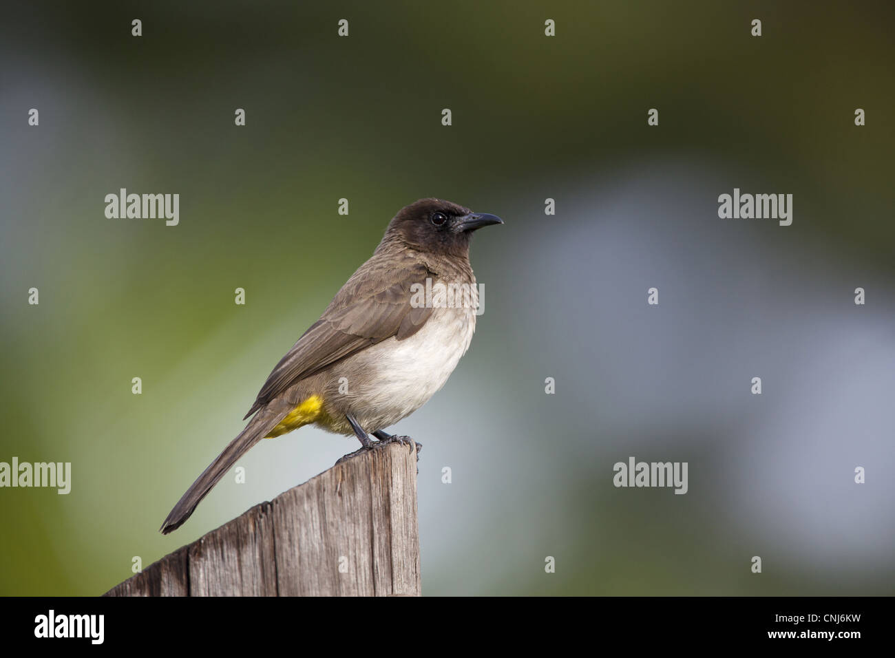 Common garden bulbuls hi-res stock photography and images - Alamy