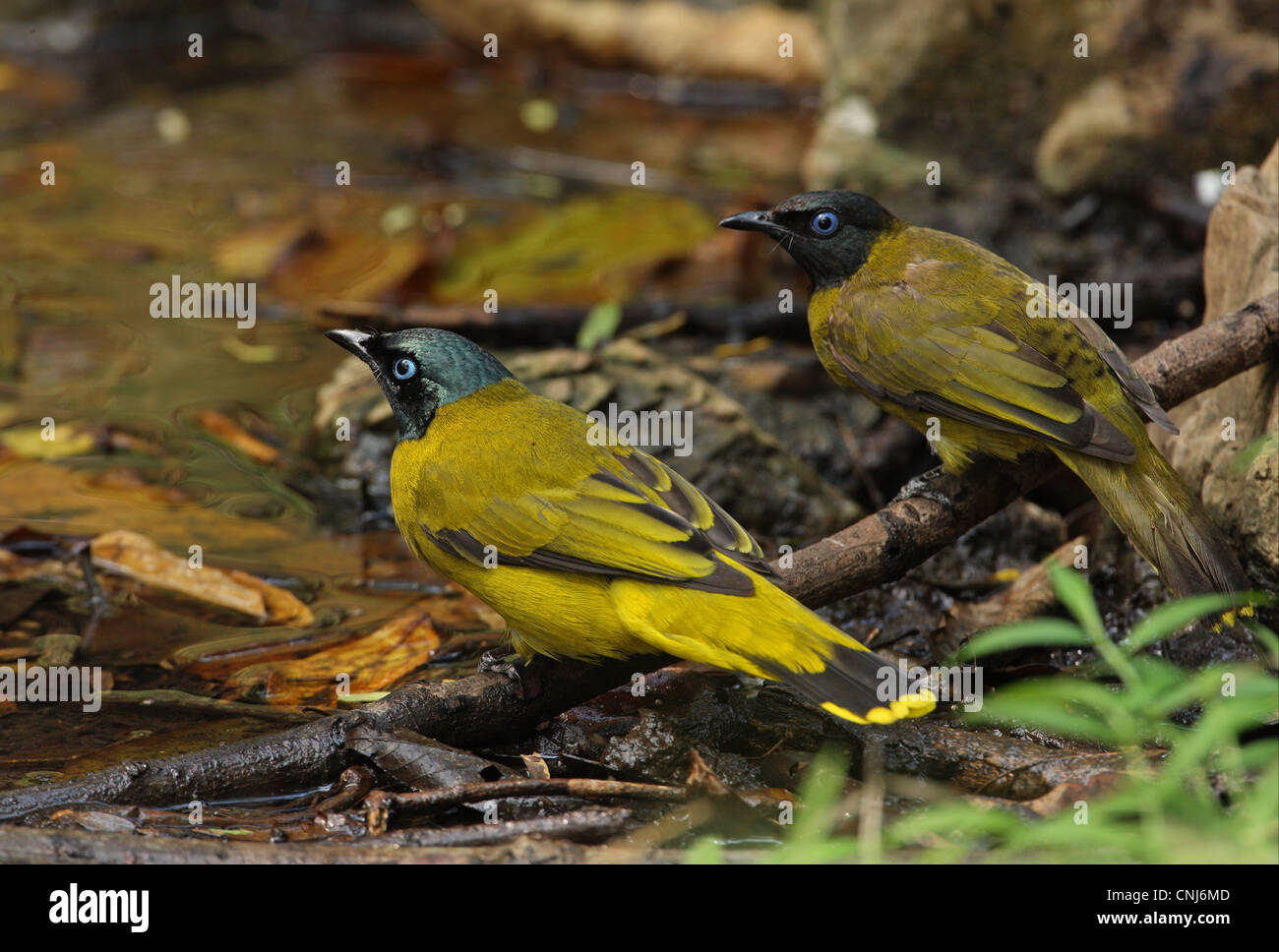 Black-headed Bulbul Pycnonotus atriceps two adults normal green phase ...