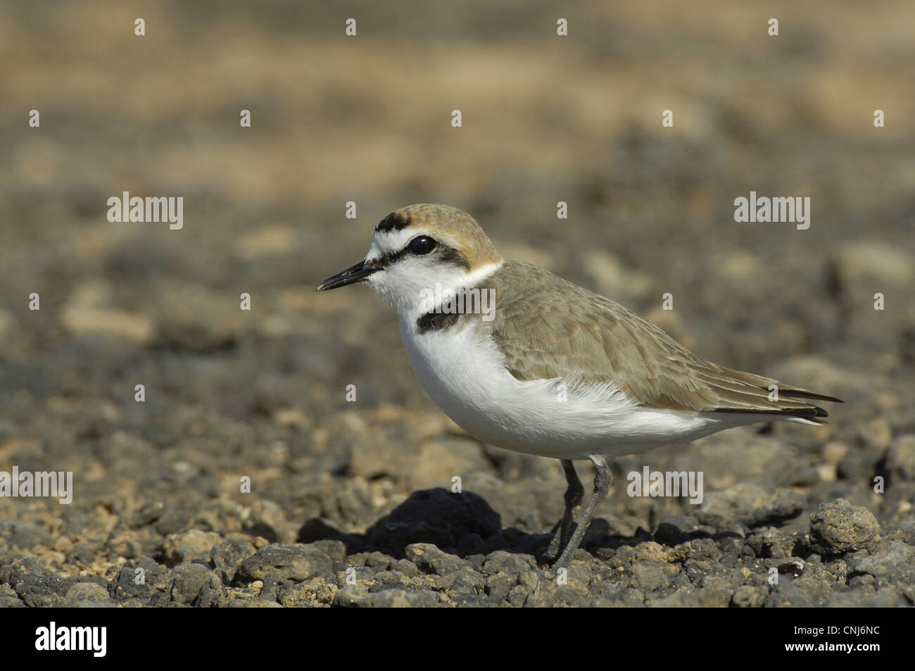 Kentish Plover Charadrius alexandrinus adult male summer plumage ...