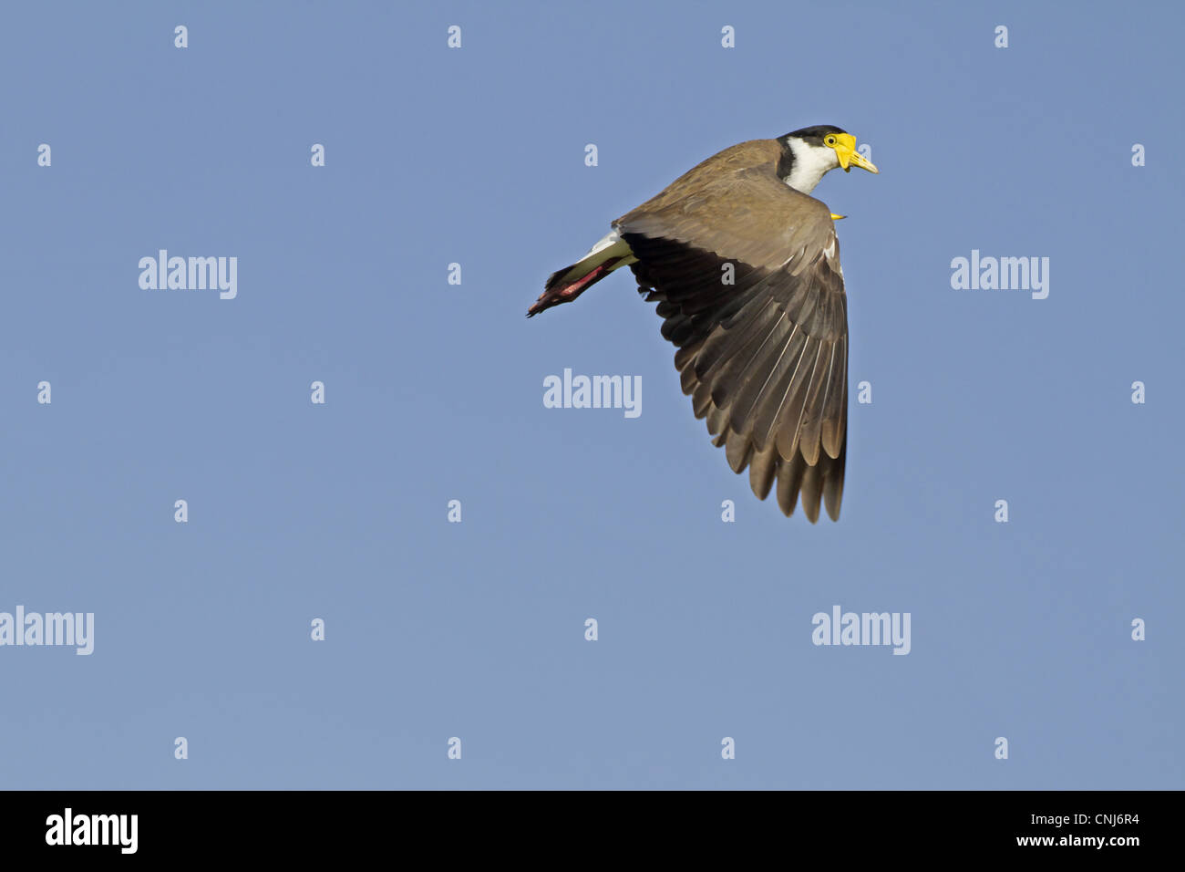 Masked Lapwing (Vanellus miles) adult, in flight, South Island, New ...