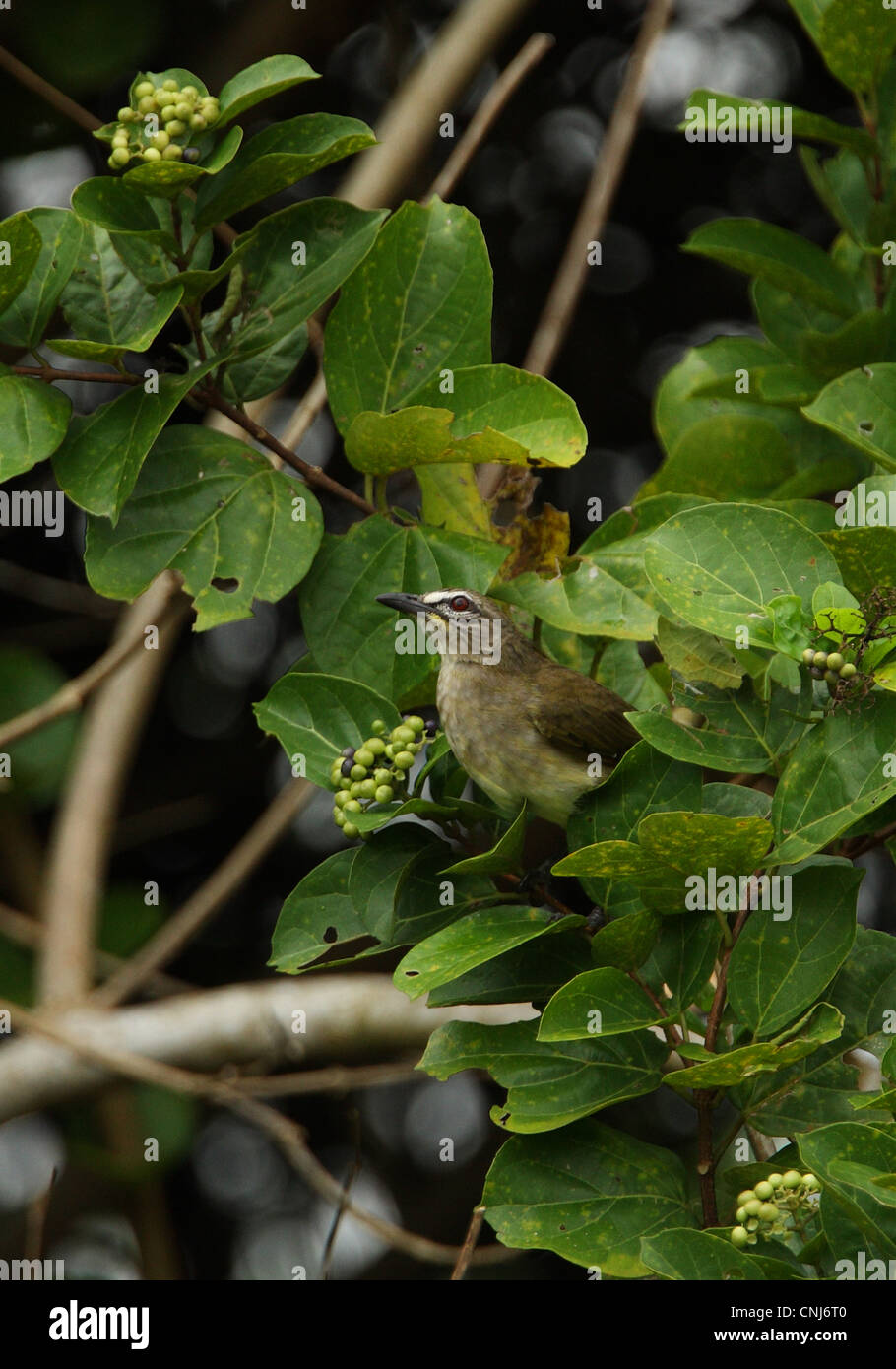 White-browed Bulbul (Pycnonotus luteolus insulae) endemic race, adult ...