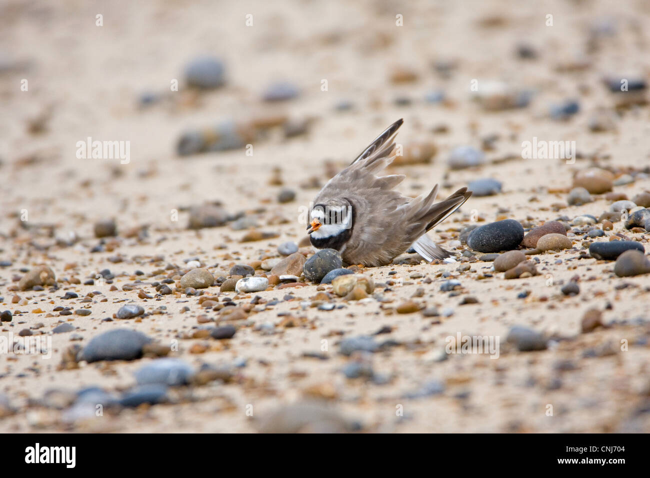 Bird broken wing display hi-res stock photography and images - Alamy