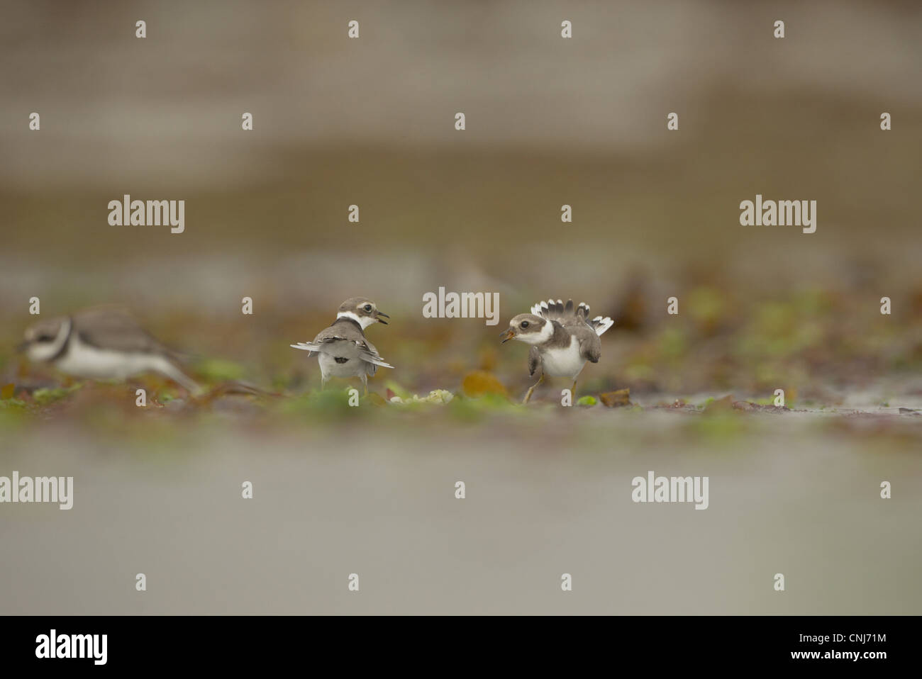 Ringed Plover Charadrius hiaticula two adults winter plumage fighting ...