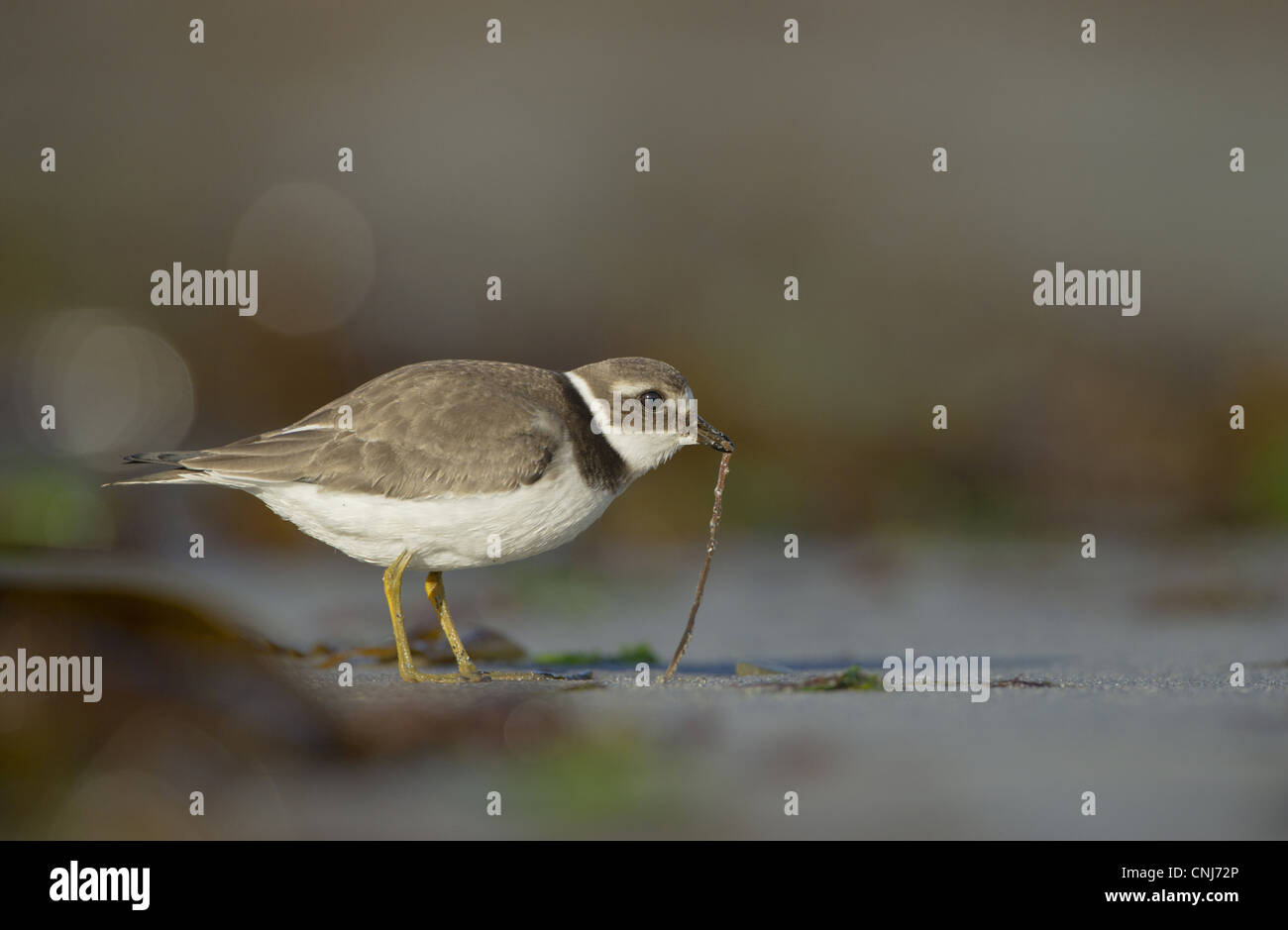 Ringed Plover Charadrius hiaticula adult winter plumage feeding pulling ...