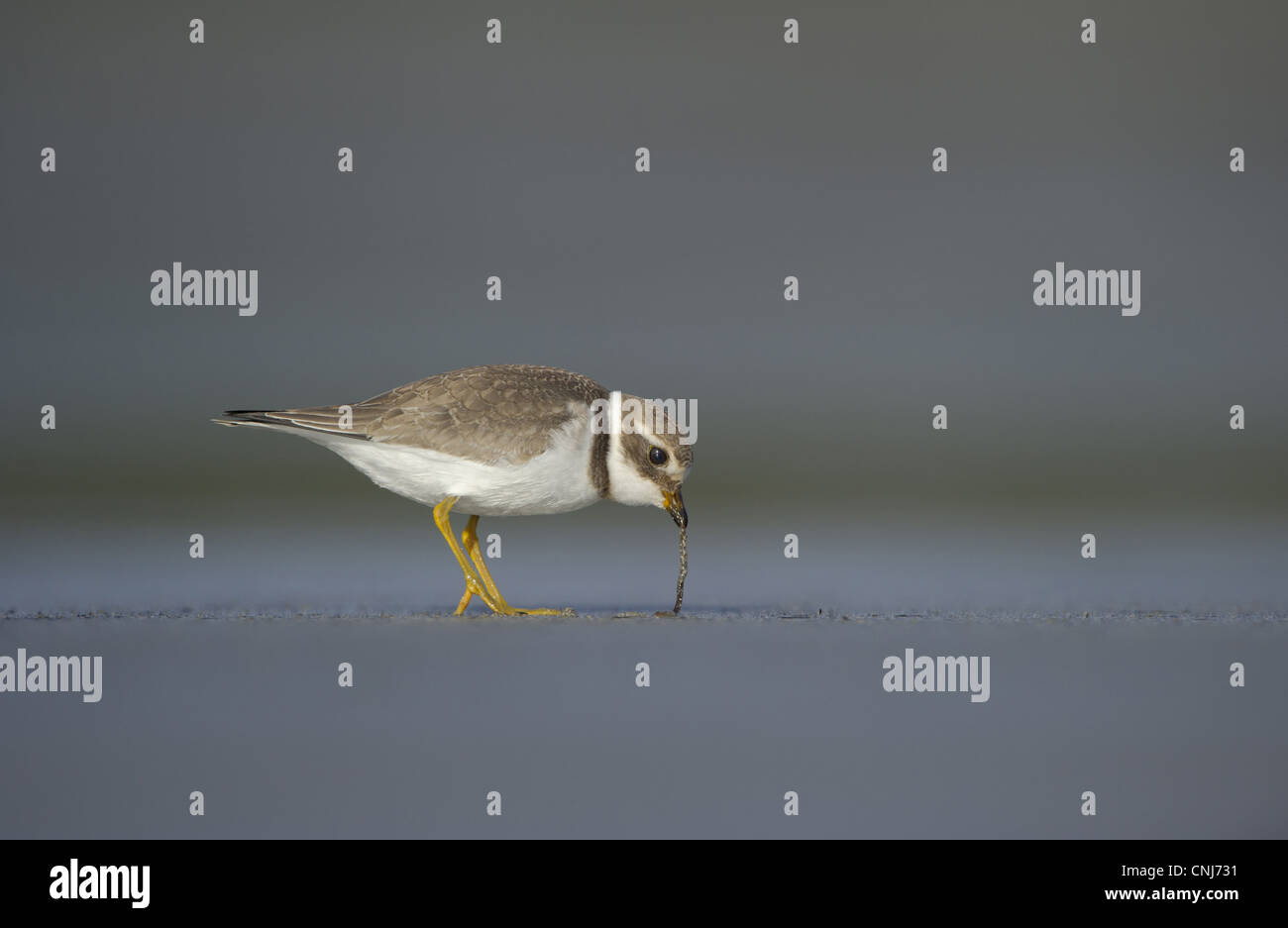 Ringed Plover Charadrius hiaticula adult winter plumage feeding pulling ...