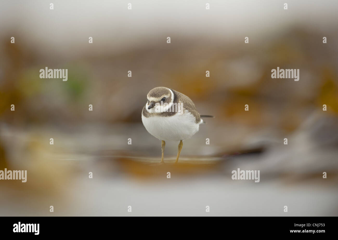 Ringed Plover Charadrius hiaticula adult winter plumage standing ...