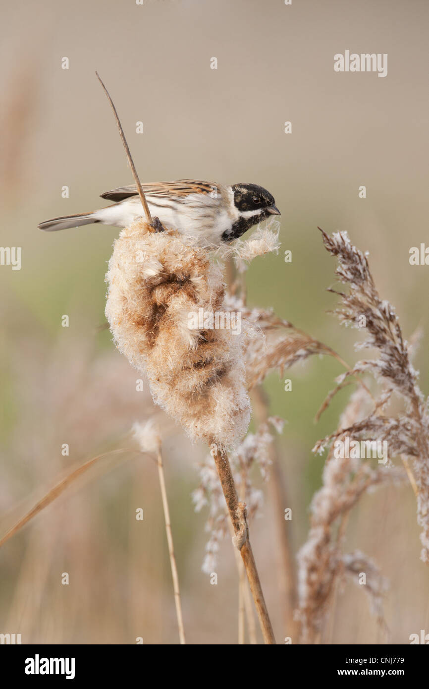 Reed Bunting Emberiza schoeniclus adult male winter plumage feeding on ...