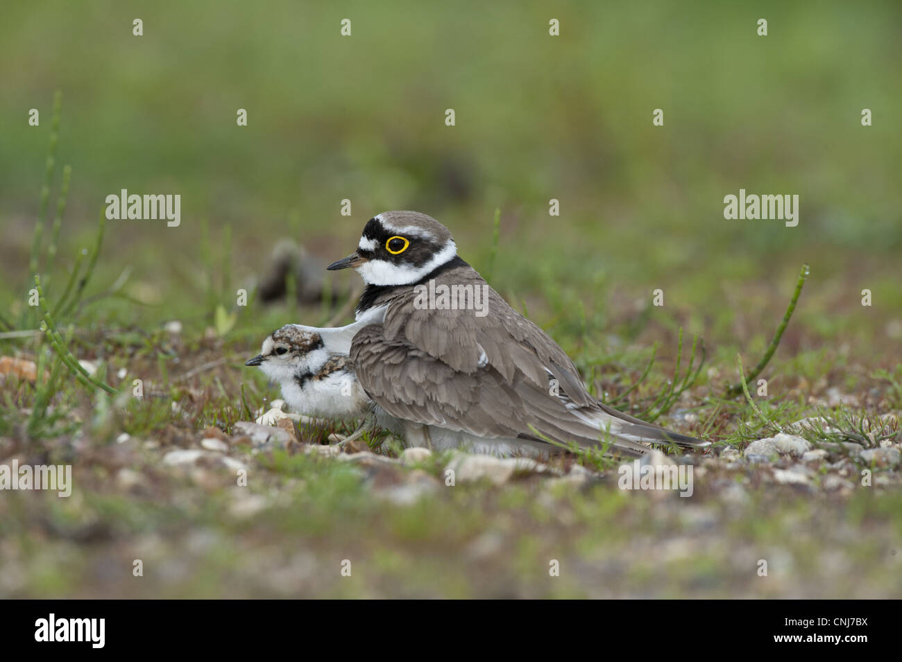 Little Ringed Plover (Charadrius dubius) adult, with chick sheltered ...