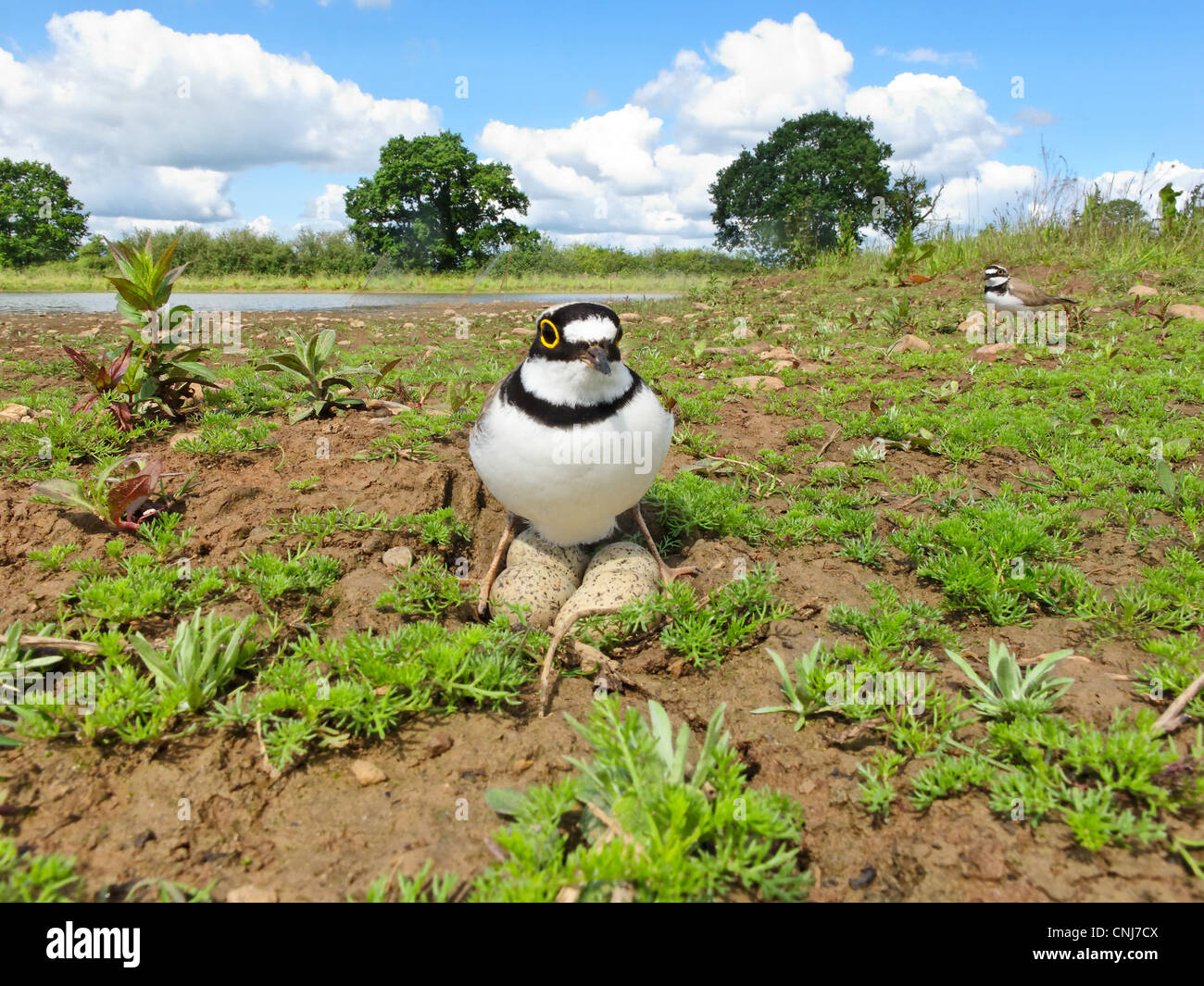 Little Ringed Plover (Charadrius dubius) adult pair, settling on eggs ...