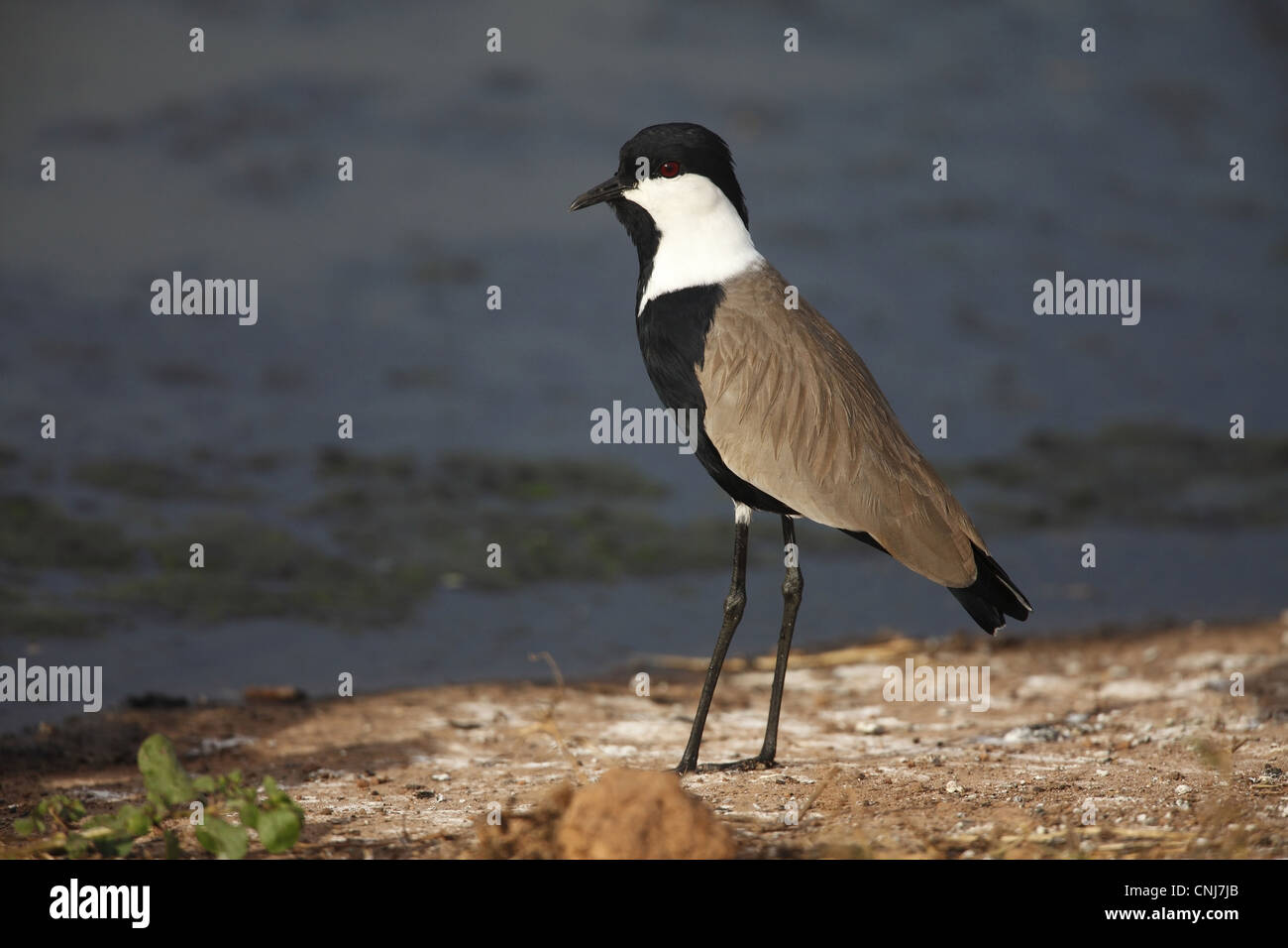 Spur-winged Lapwing (Vanellus spinosus) adult, standing on shore ...