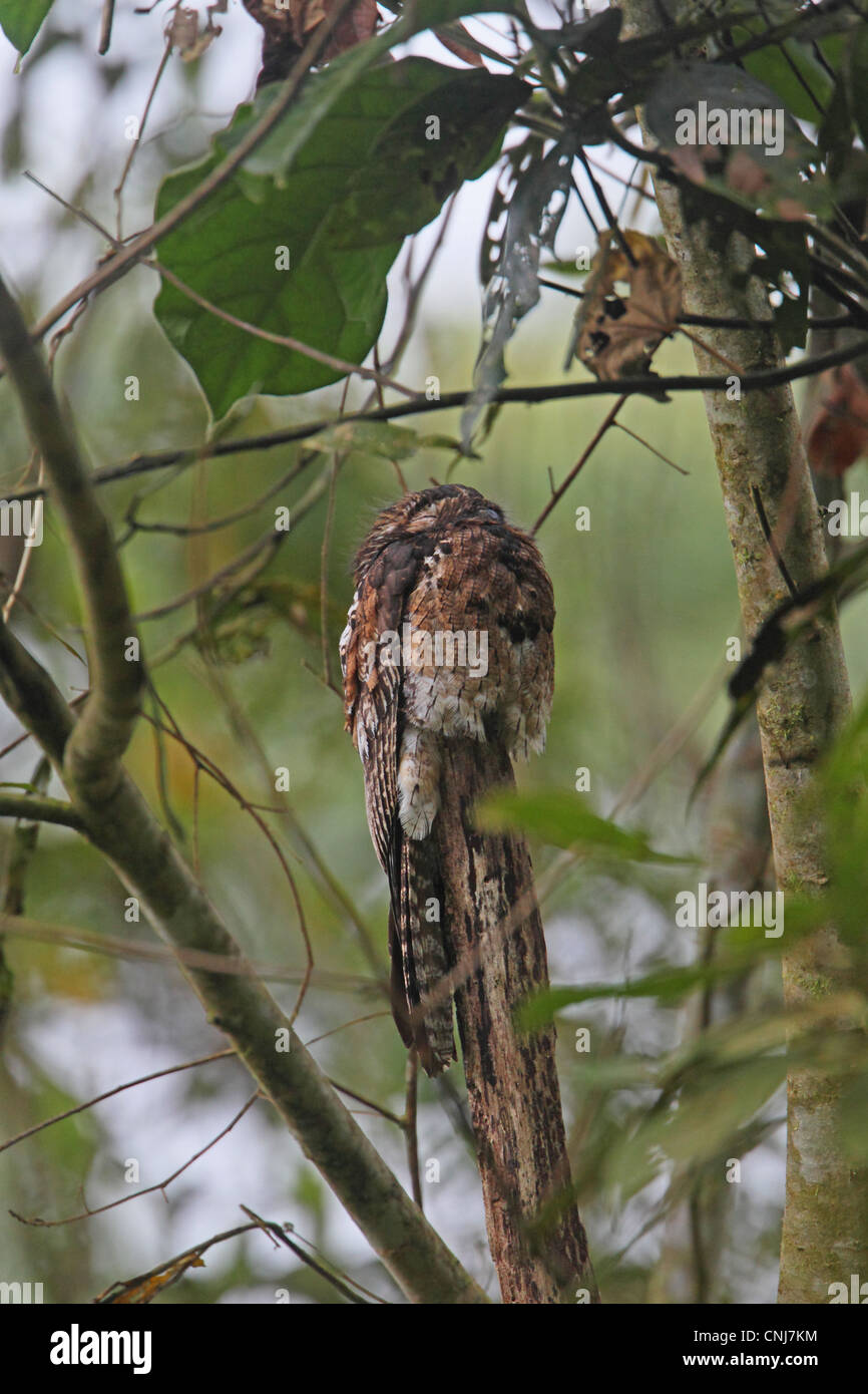Common Potoo (Nyctibius griseus) adult, perched on branch at daytime ...