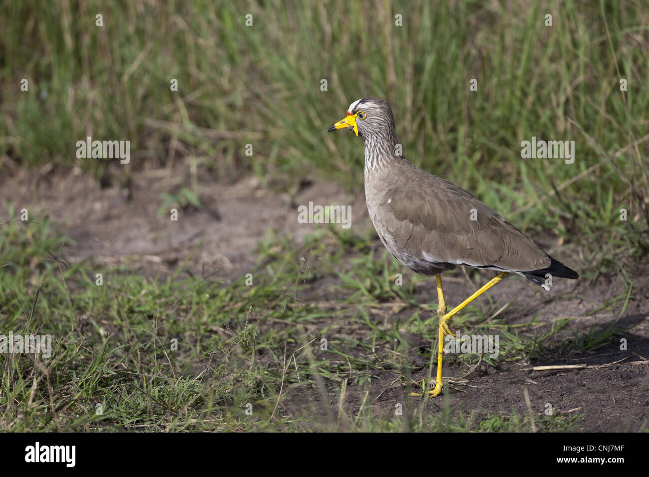 African Wattled Lapwing (Vanellus senegallus) adult, standing, Lake ...