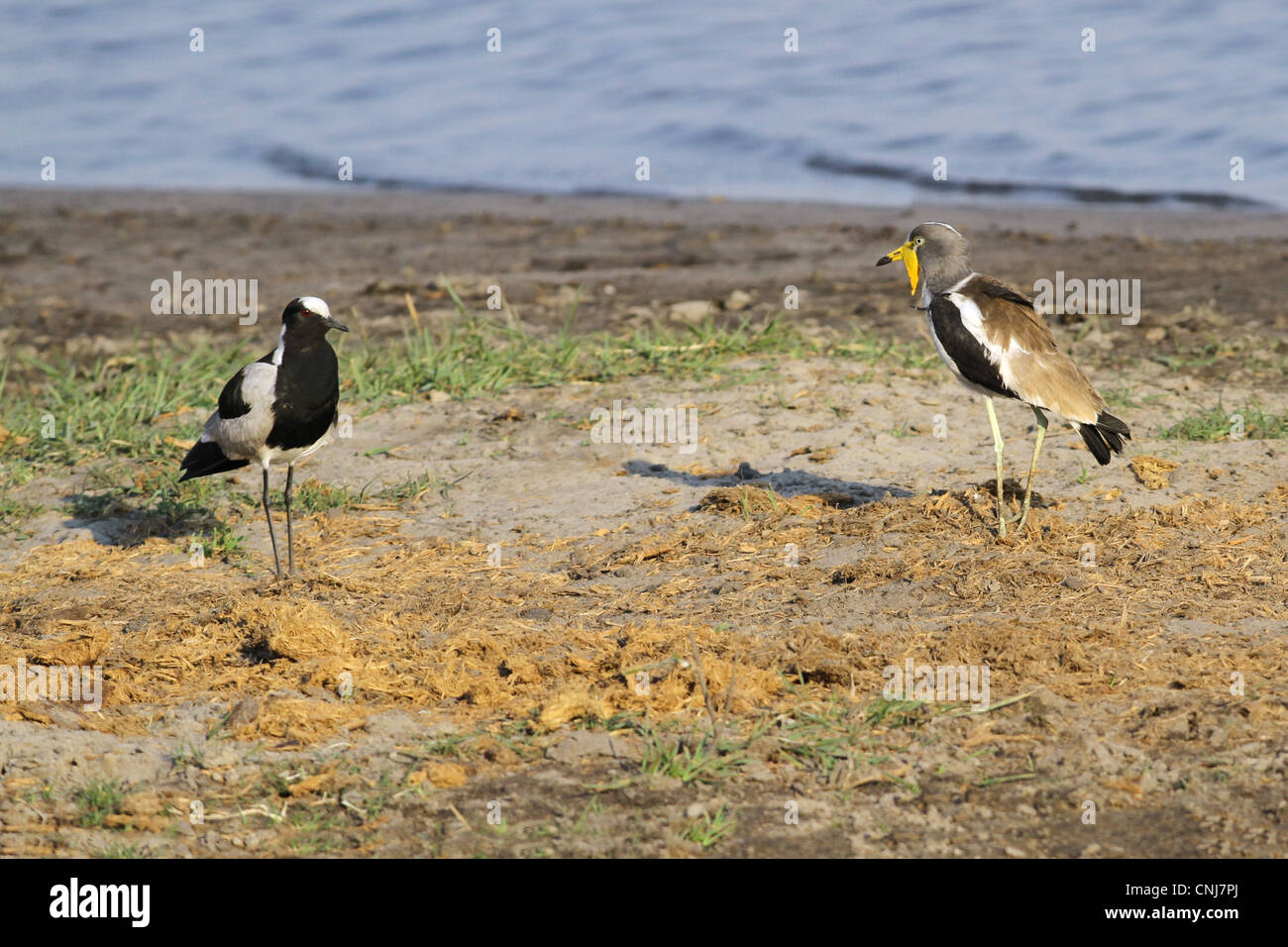 White-headed Lapwing Vanellus albiceps Blacksmith Plover Vanellus ...