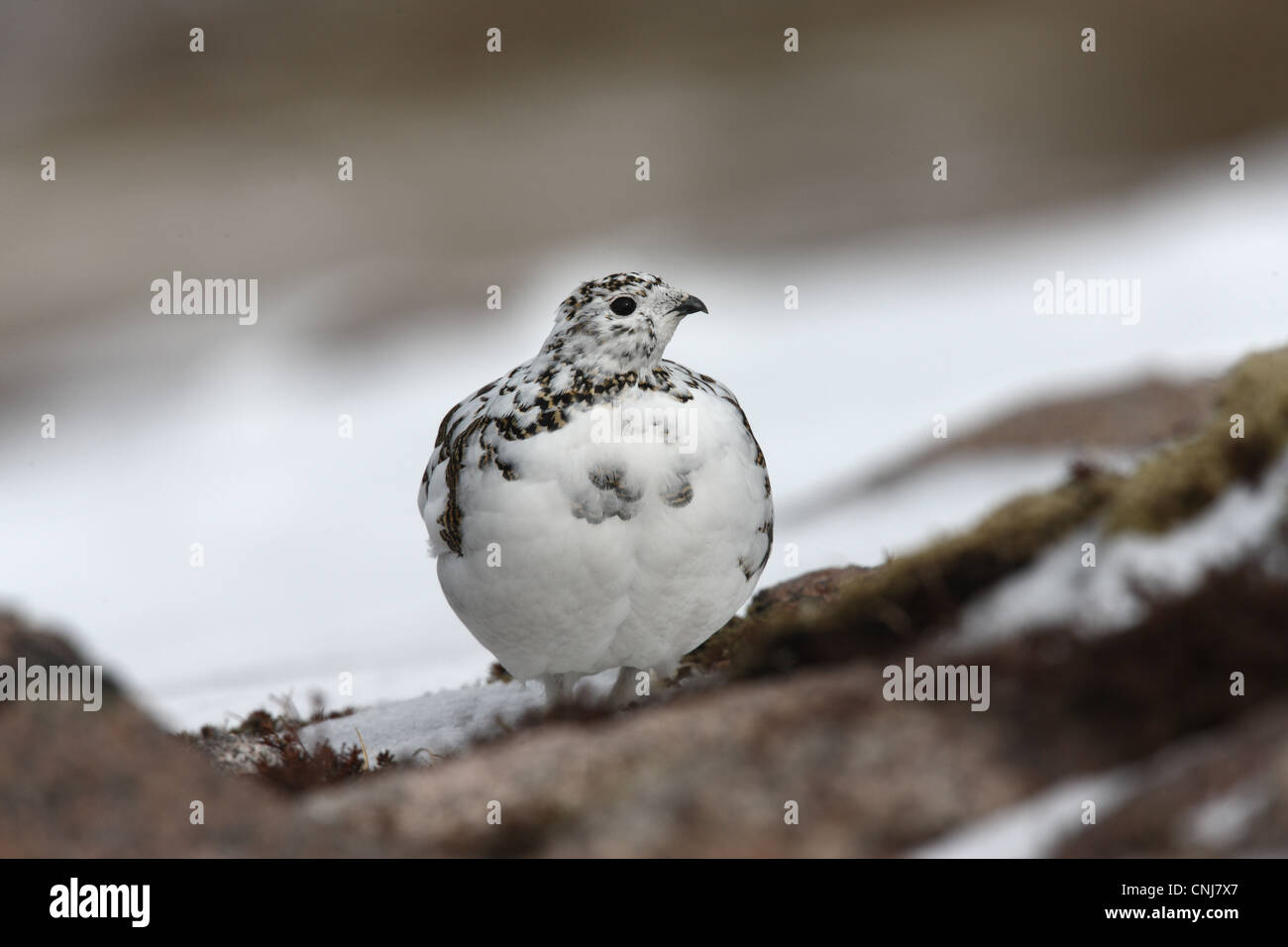 Rock Ptarmigan (Lagopus mutus) adult female, in transitional plumage ...