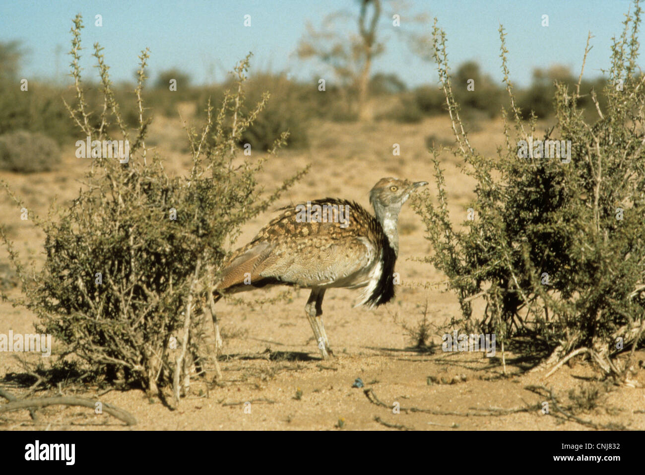 Saudi arabia desert birds hi-res stock photography and images - Alamy