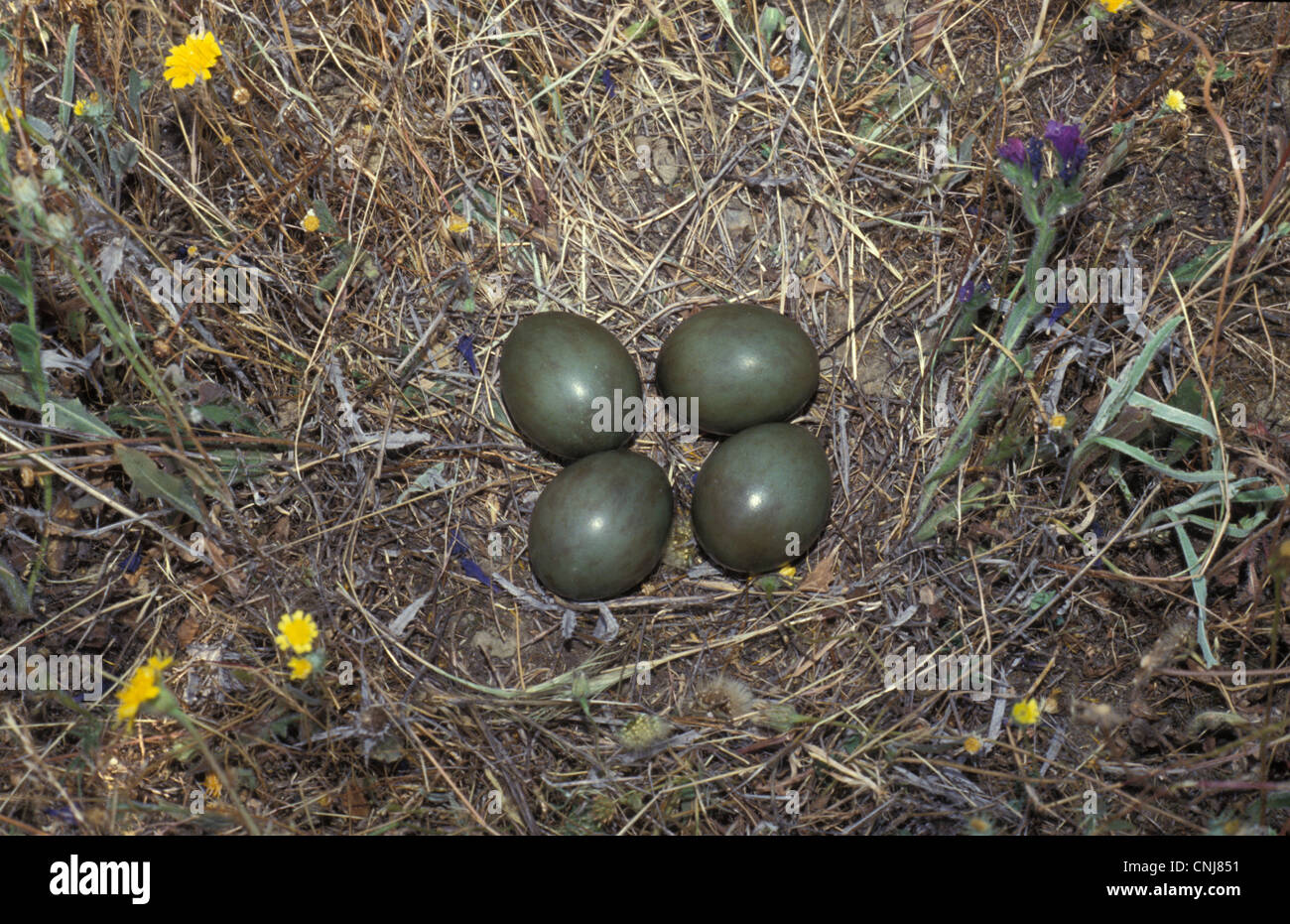 Little bustards hi-res stock photography and images - Alamy