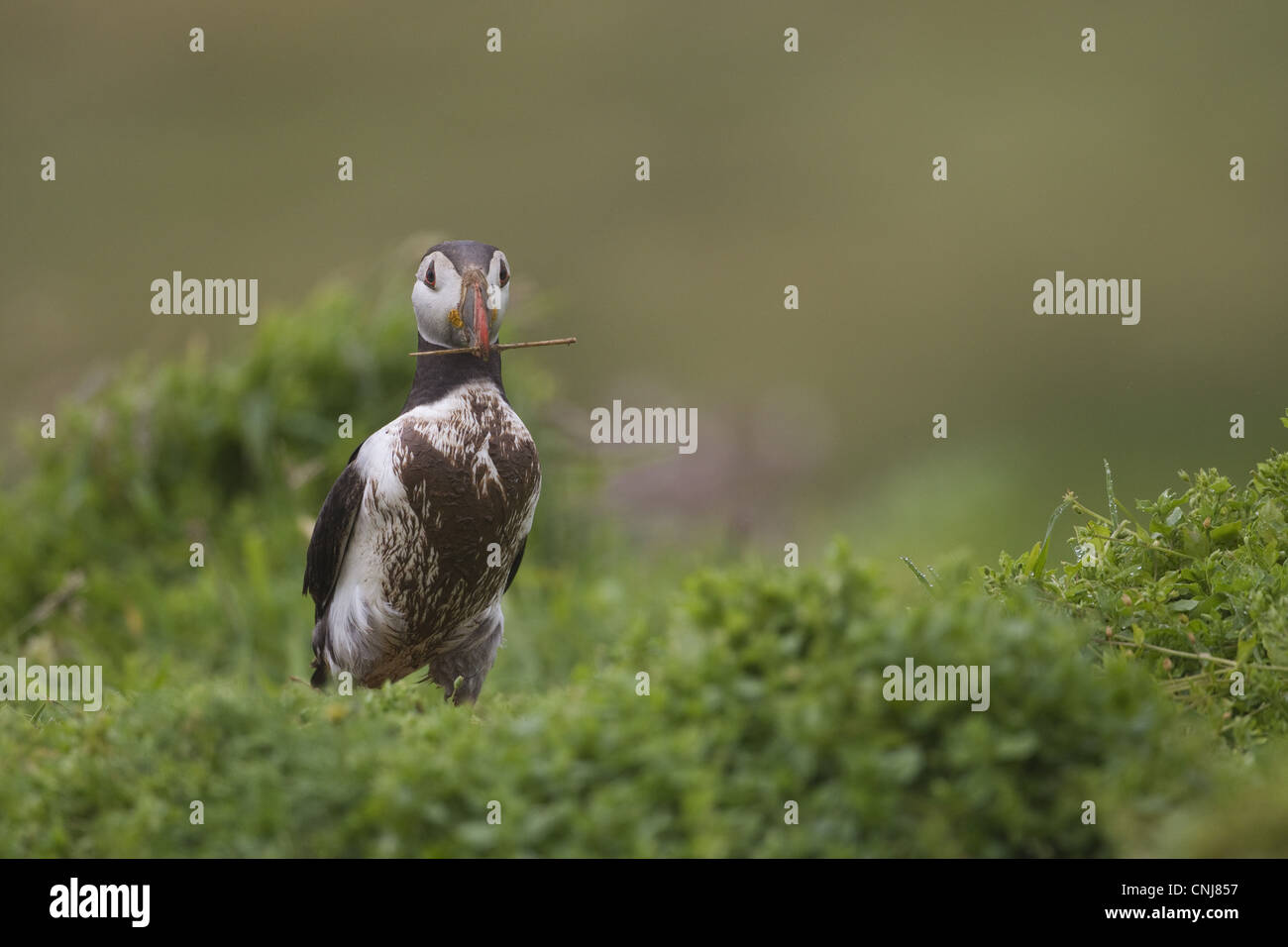 Atlantic puffin gathering nesting material hi-res stock photography and ...