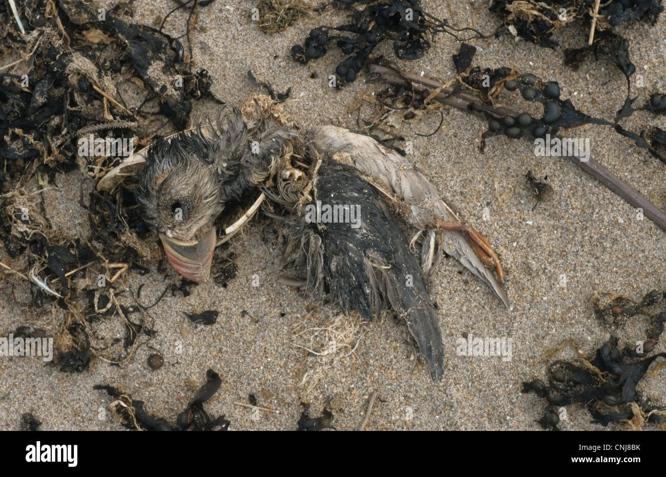 Dead puffin on beach hi-res stock photography and images - Alamy