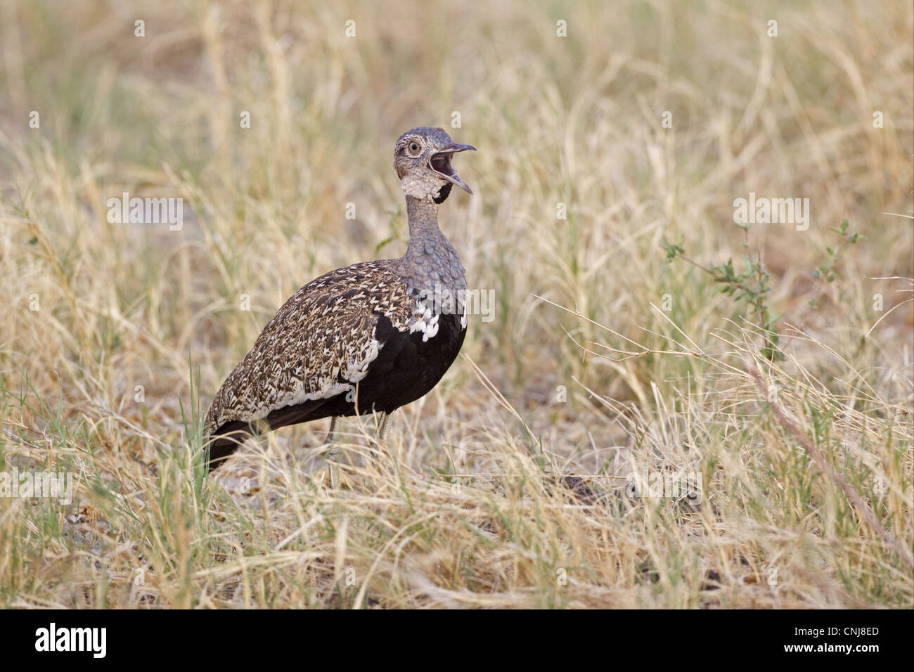 Red-crested Bustard (Eupodotis ruficrista) adult male, calling ...