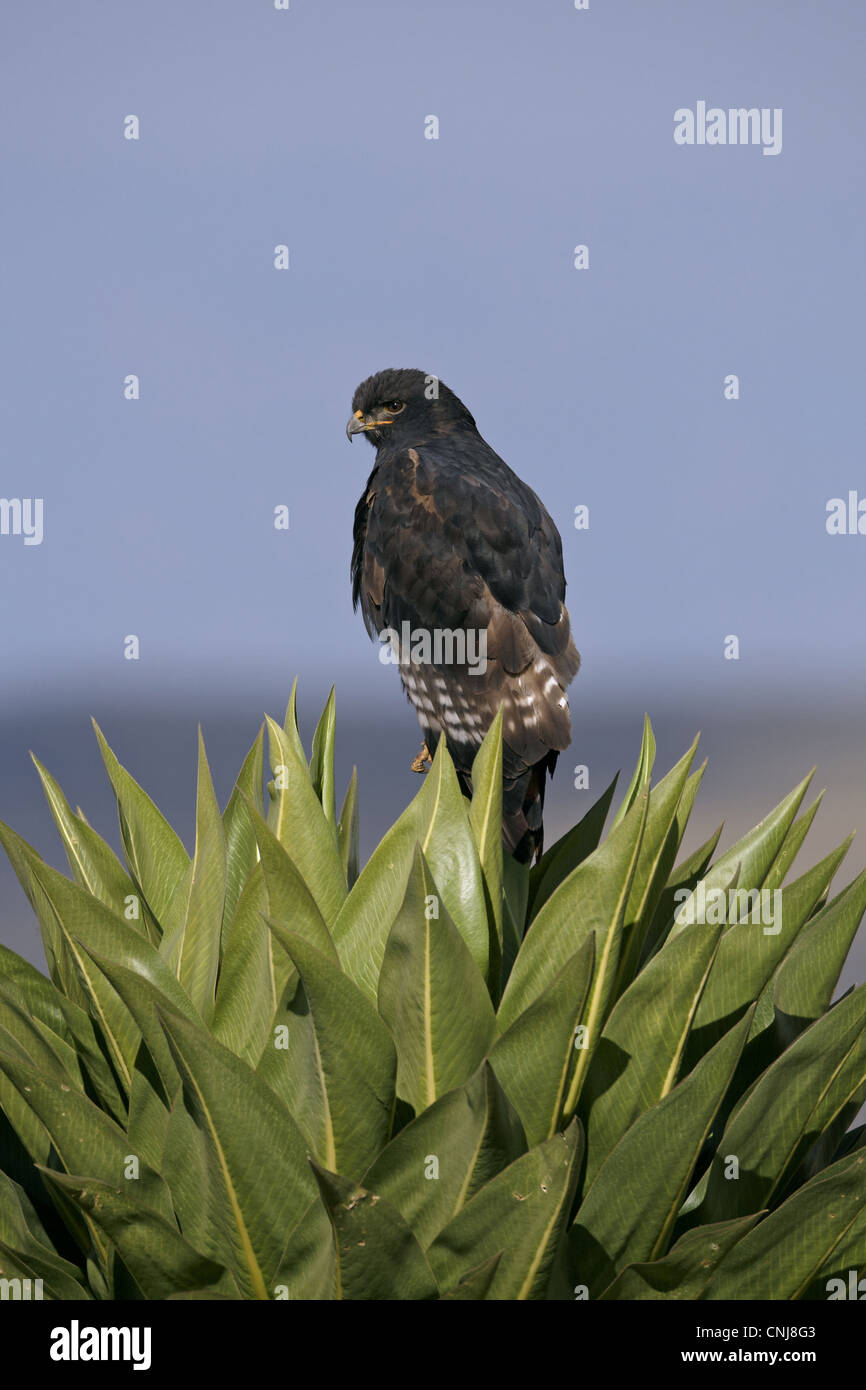 Augur Buzzard (Buteo augur) dark morph, adult, perched on giant lobelia ...
