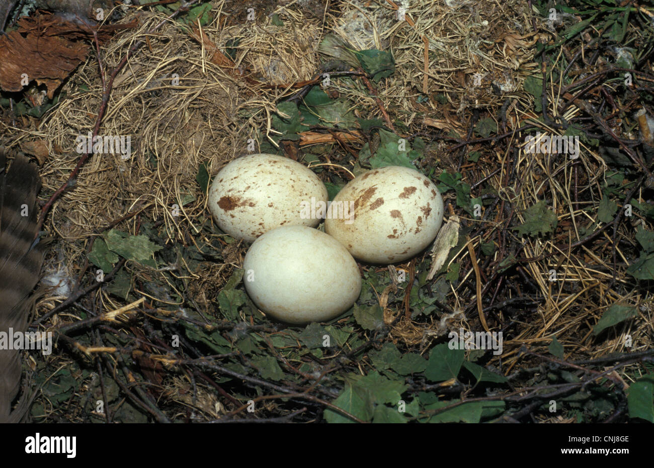 Buzzard (Buteo buteo) Eggs Stock Photo - Alamy