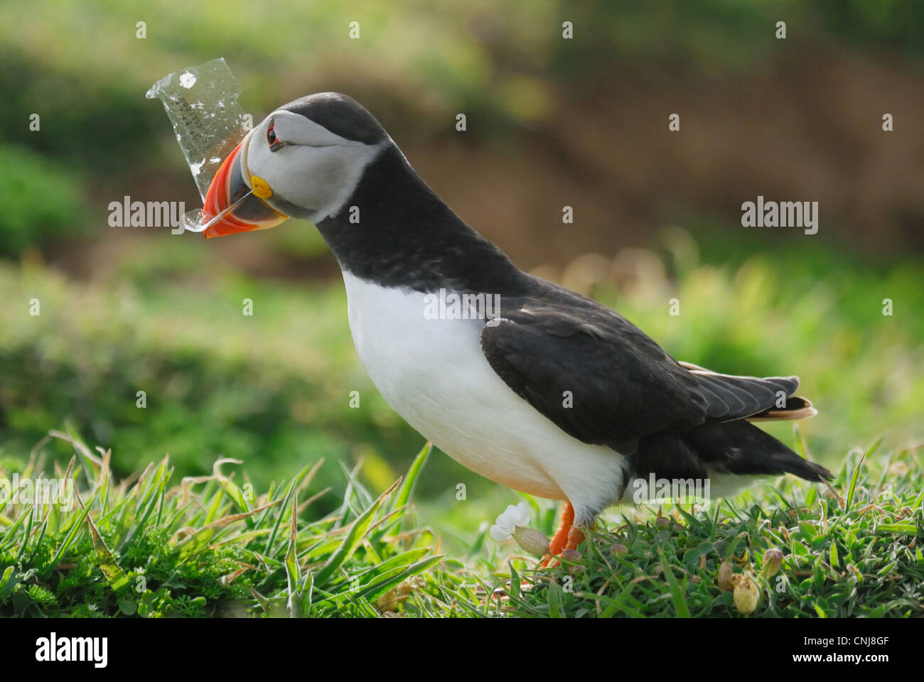 Plastic pollution uk animals High Resolution Stock Photography and ...