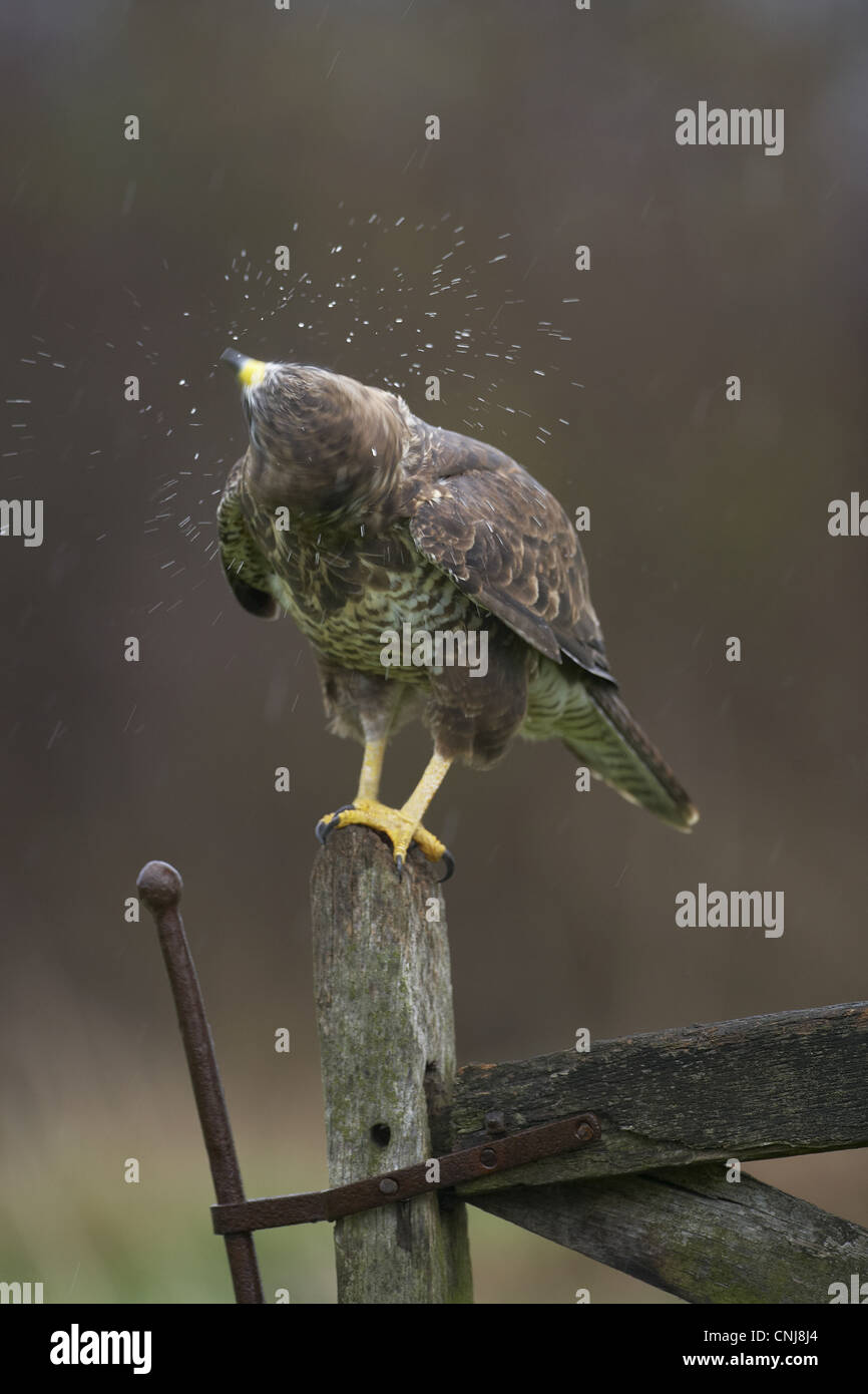 Common Buzzard (Buteo buteo) adult, shaking rain off feathers, perched ...