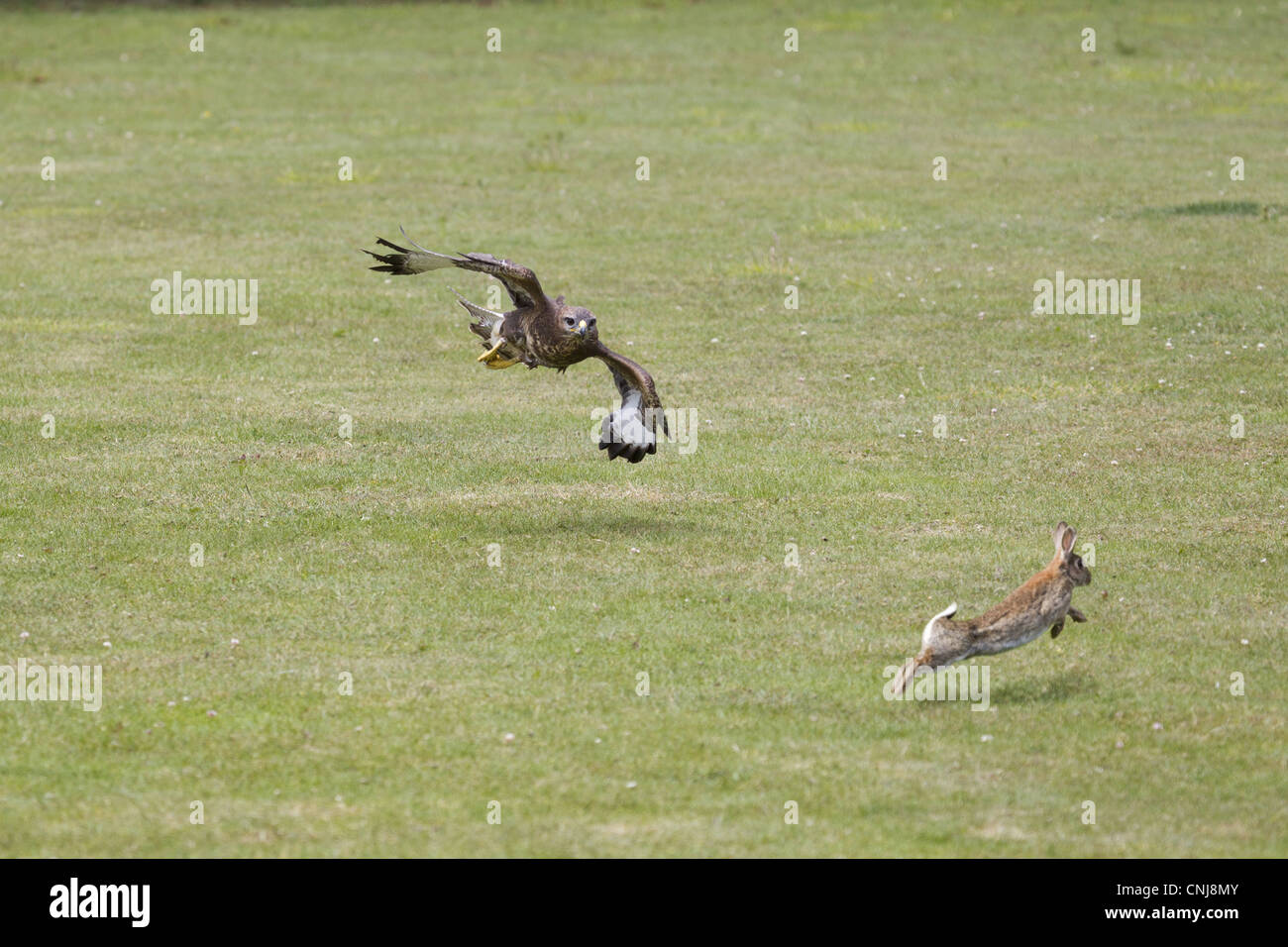 Rabbit chased hi-res stock photography and images - Alamy