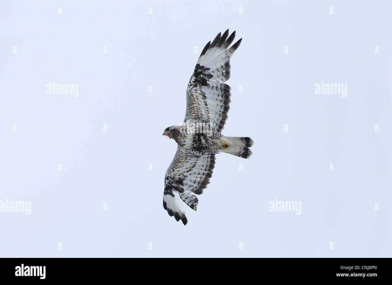 American buzzard hi-res stock photography and images - Alamy