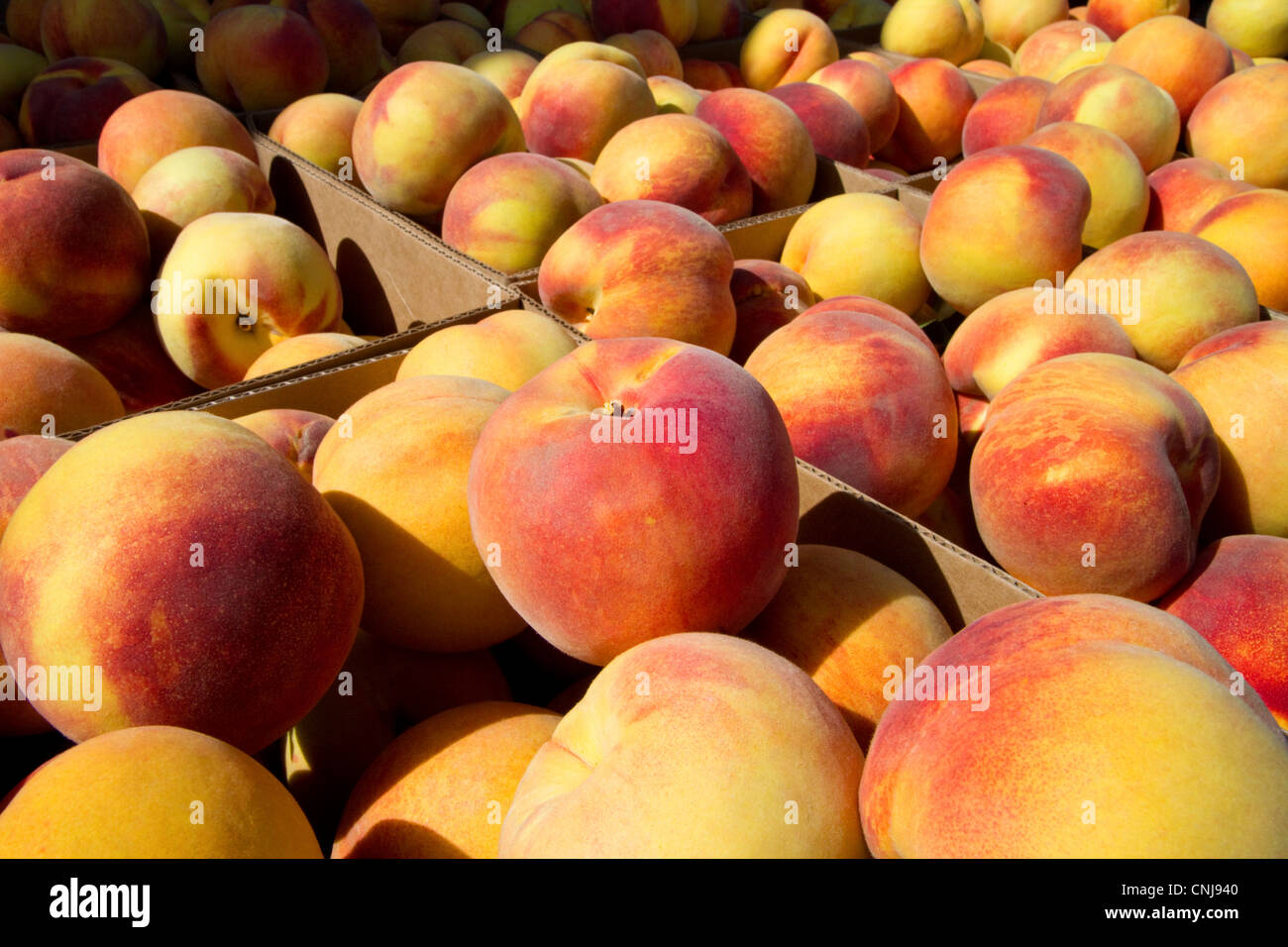 Newly harvested peaches on a farm in Canyon County, Idaho, USA Stock ...