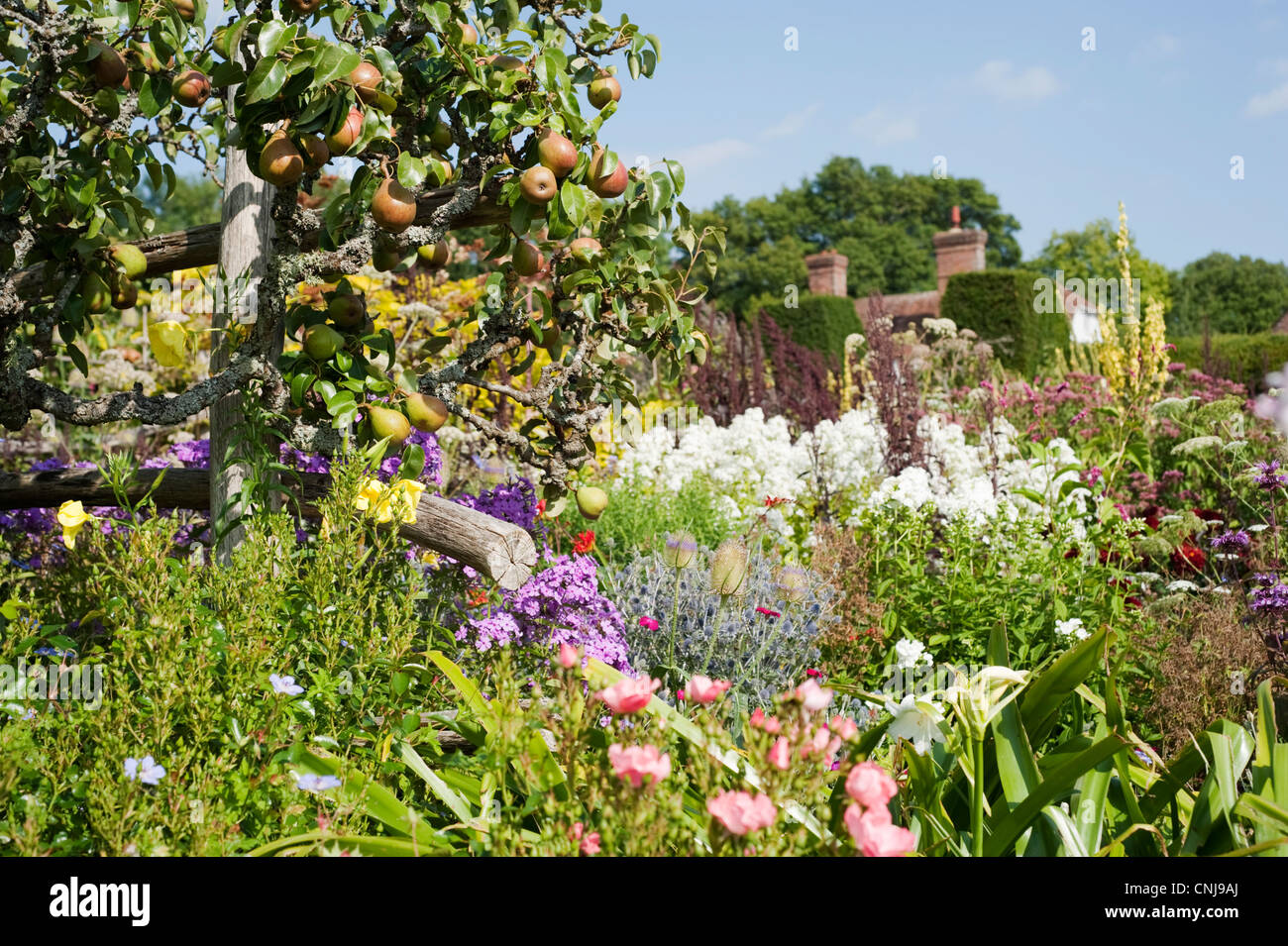 Hedge shrubs shrub perennials hi-res stock photography and images - Alamy