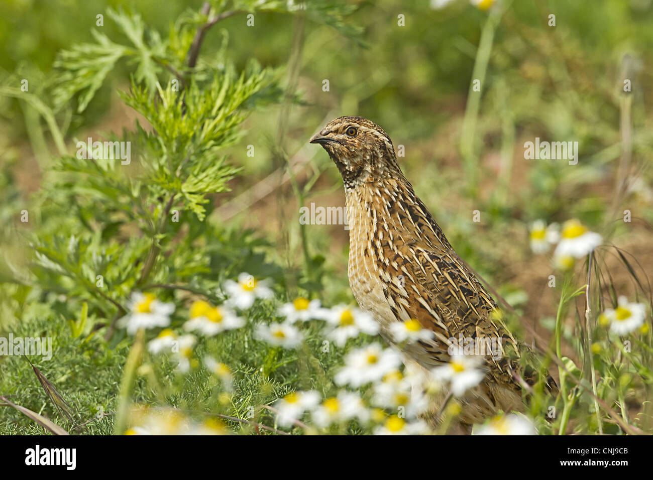 Common Quail (Coturnix coturnix) adult male, standing amongst weeds on ...