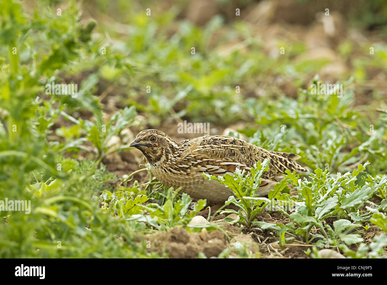 Common Quail (Coturnix coturnix) adult male, crouching on set-a-side ...