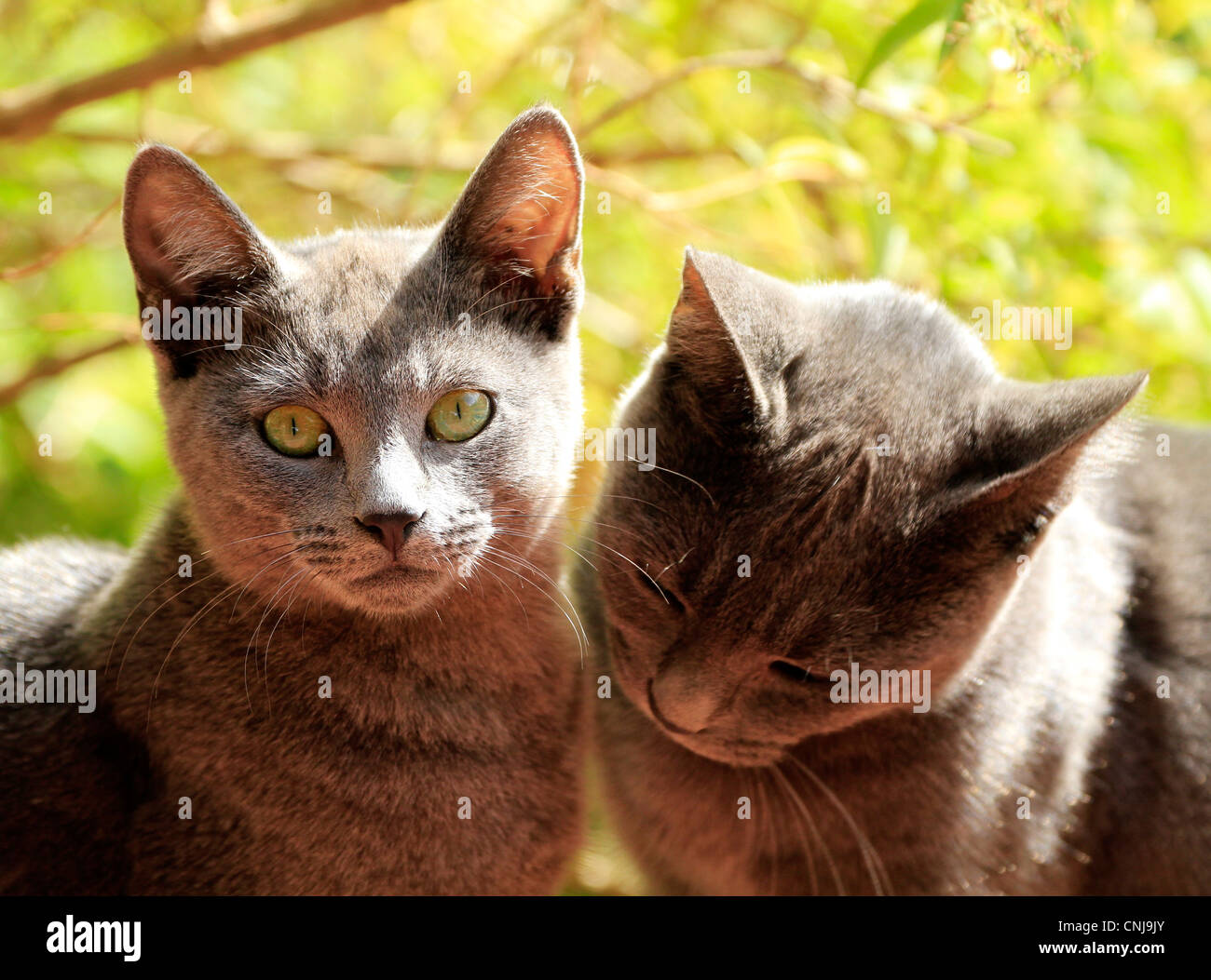 Two grey kittens basking in the sun.(felis catus Stock Photo - Alamy