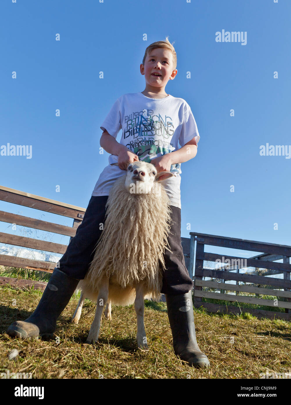 Boy with sheep at annual sheep gathering, Arskogssandur, Eyjafjordur ...