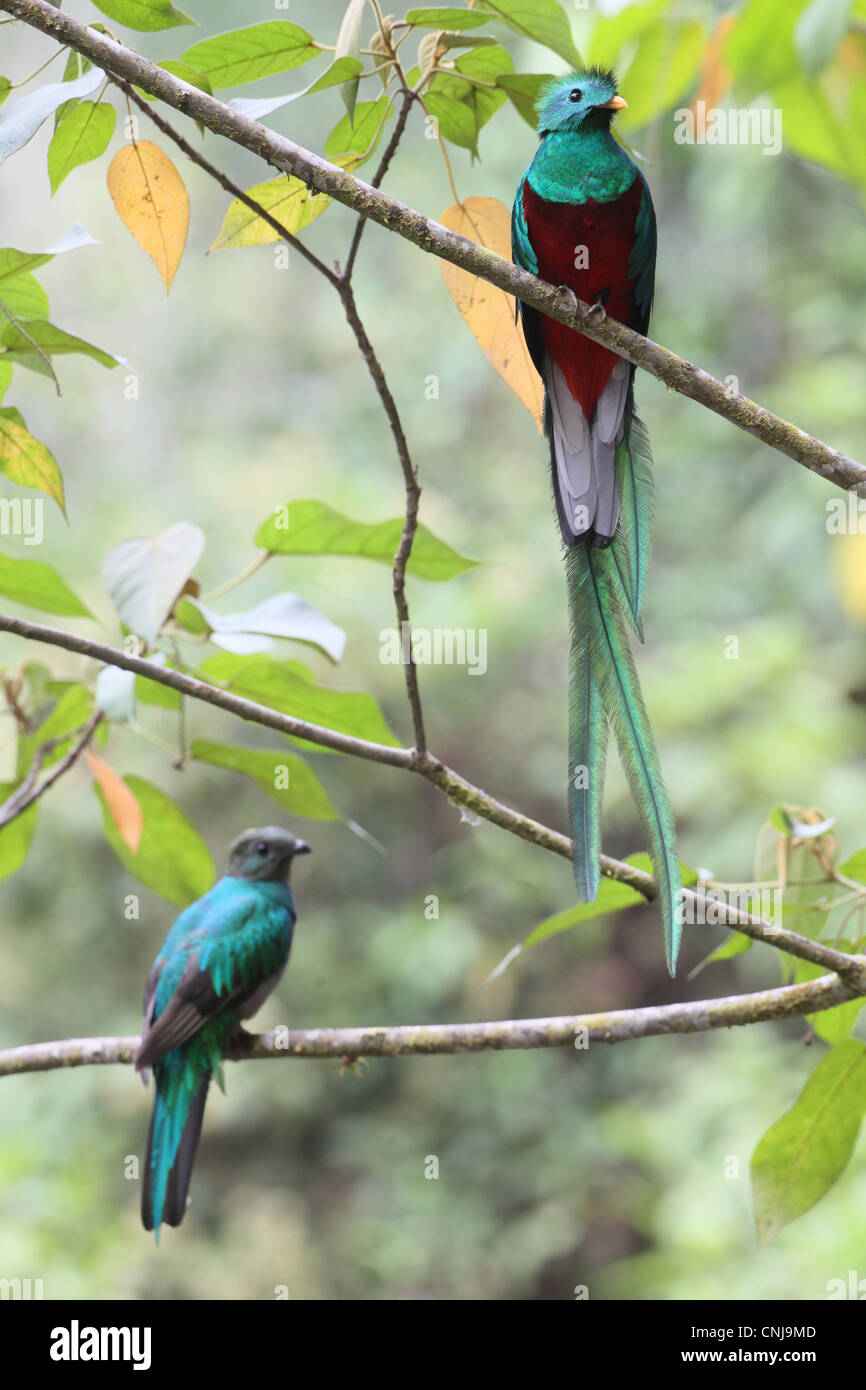 Resplendent Quetzal (Pharomachrus mocinno) adult pair, perched on ...