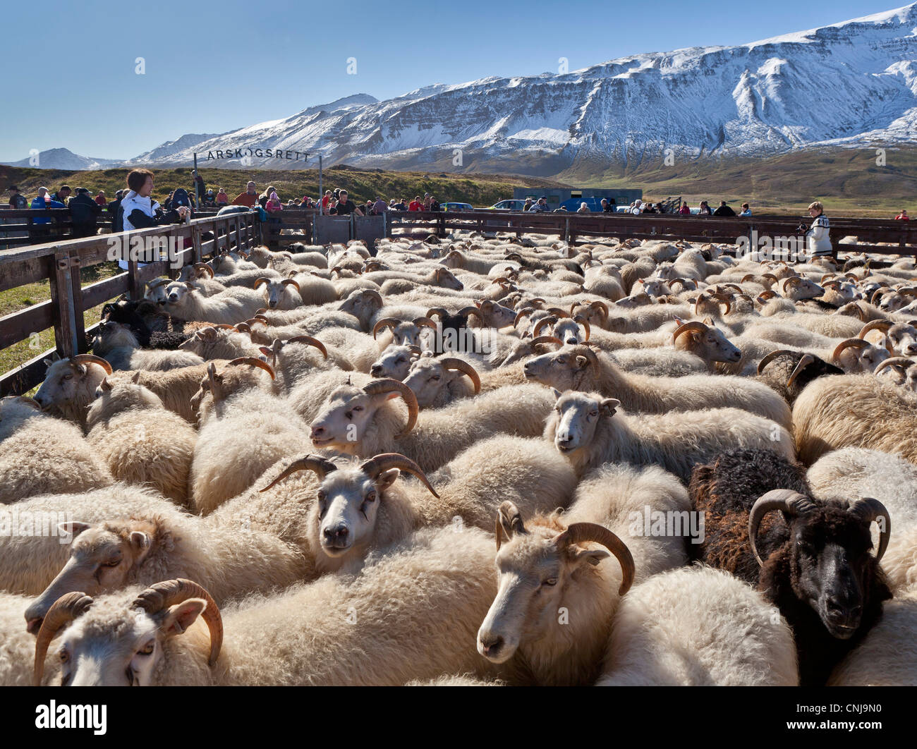 Gathering up sheep hi-res stock photography and images - Alamy